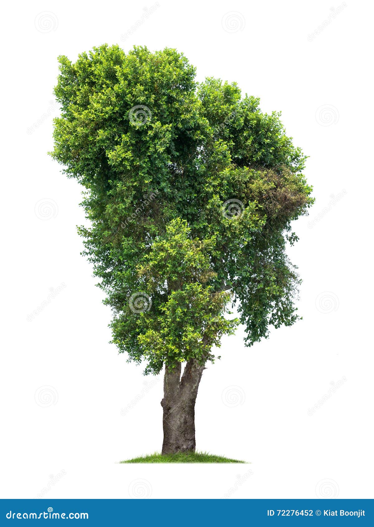 Isolated Tree on White Background Stock Photo - Image of spring ...