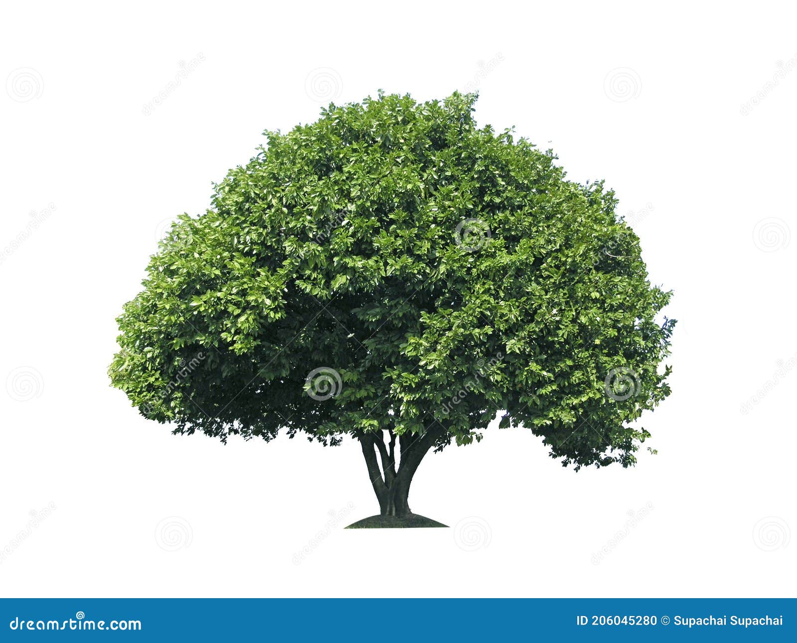 Isolated Tree on White Background Stock Photo - Image of spring, trunk ...