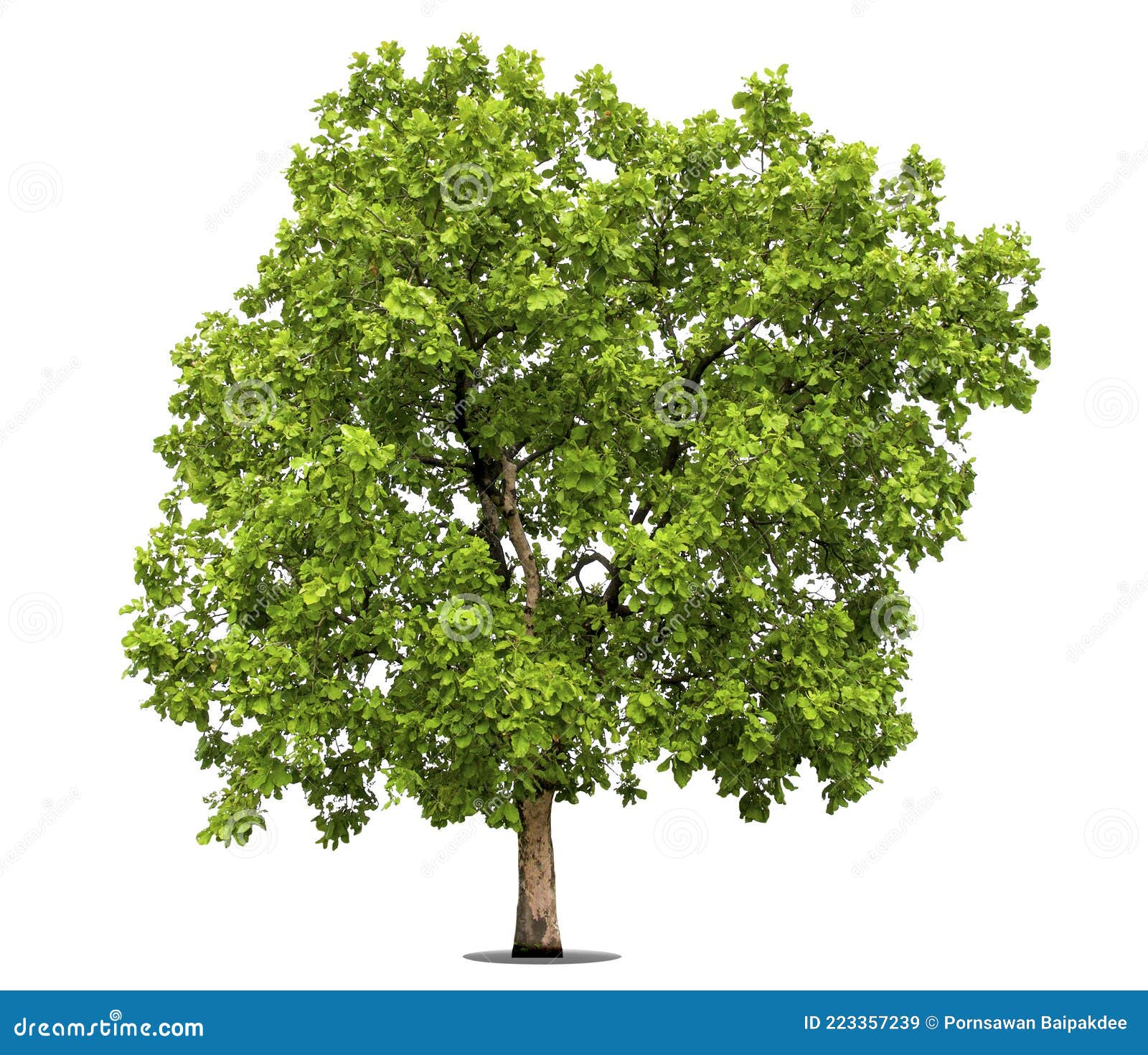 Isolated Tree on White Background Stock Image - Image of rainforest ...