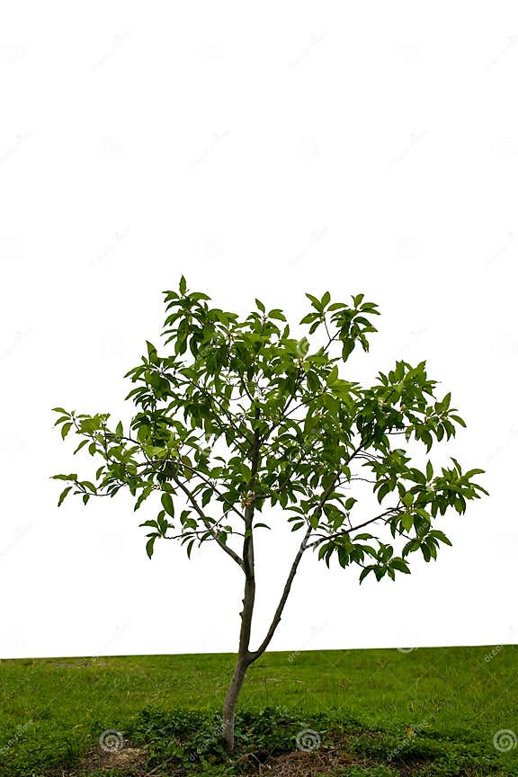 Isolated Tree on White Background ,tree on White Background,tree Object ...