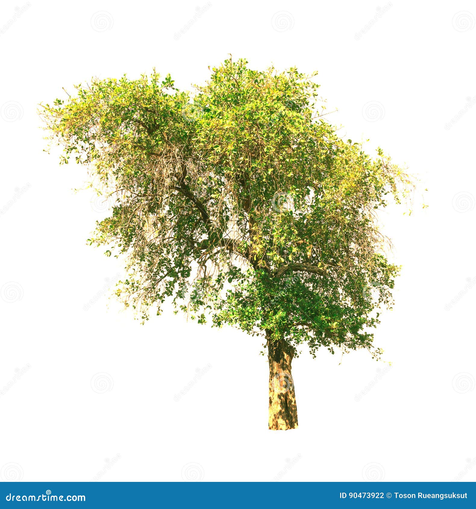 Isolated Tree on White Background. Stock Photo - Image of branch ...