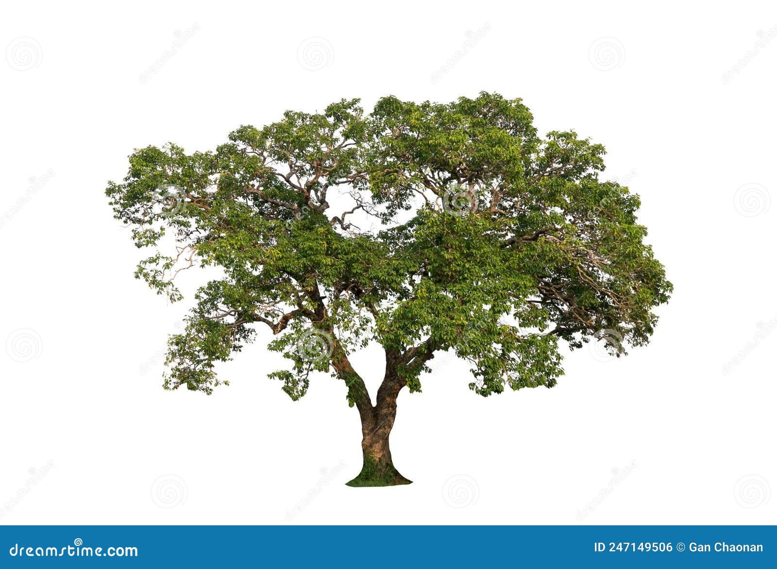 Isolated Tree on White Background Isolated Tropical Tree Used for ...