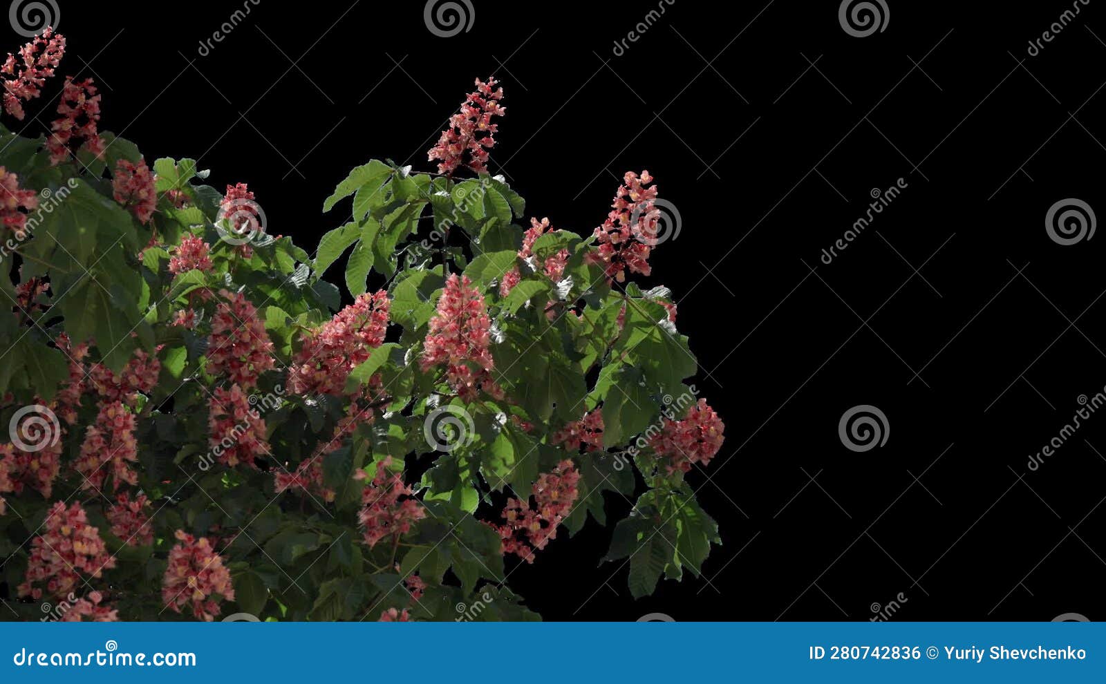 Isolated Tree in the Wind with Transparent Background Alpha Channel ...