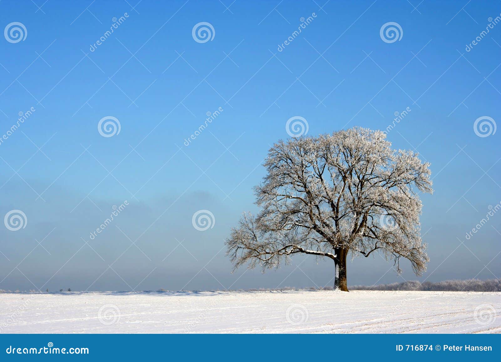 Isolated tree in winter stock photo. Image of freeze, branch - 716874