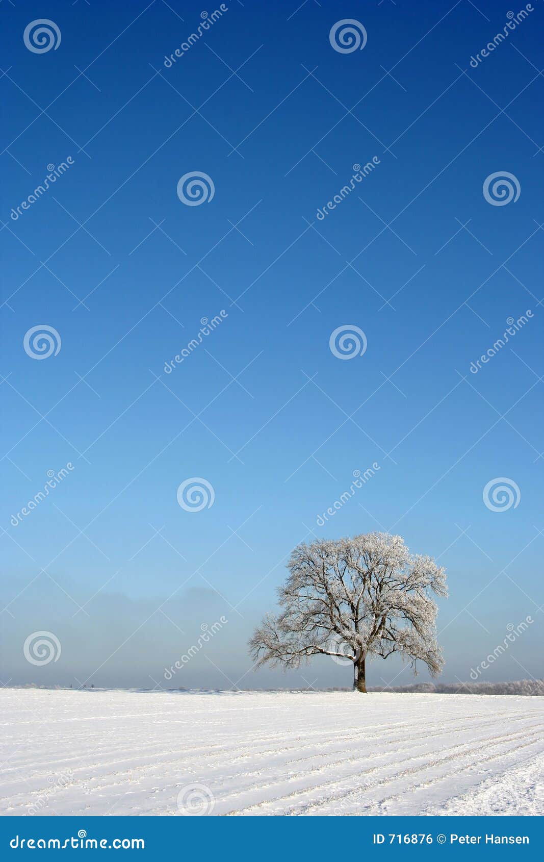 Isolated Tree in Winter Portrait Stock Photo - Image of paddock, tree ...