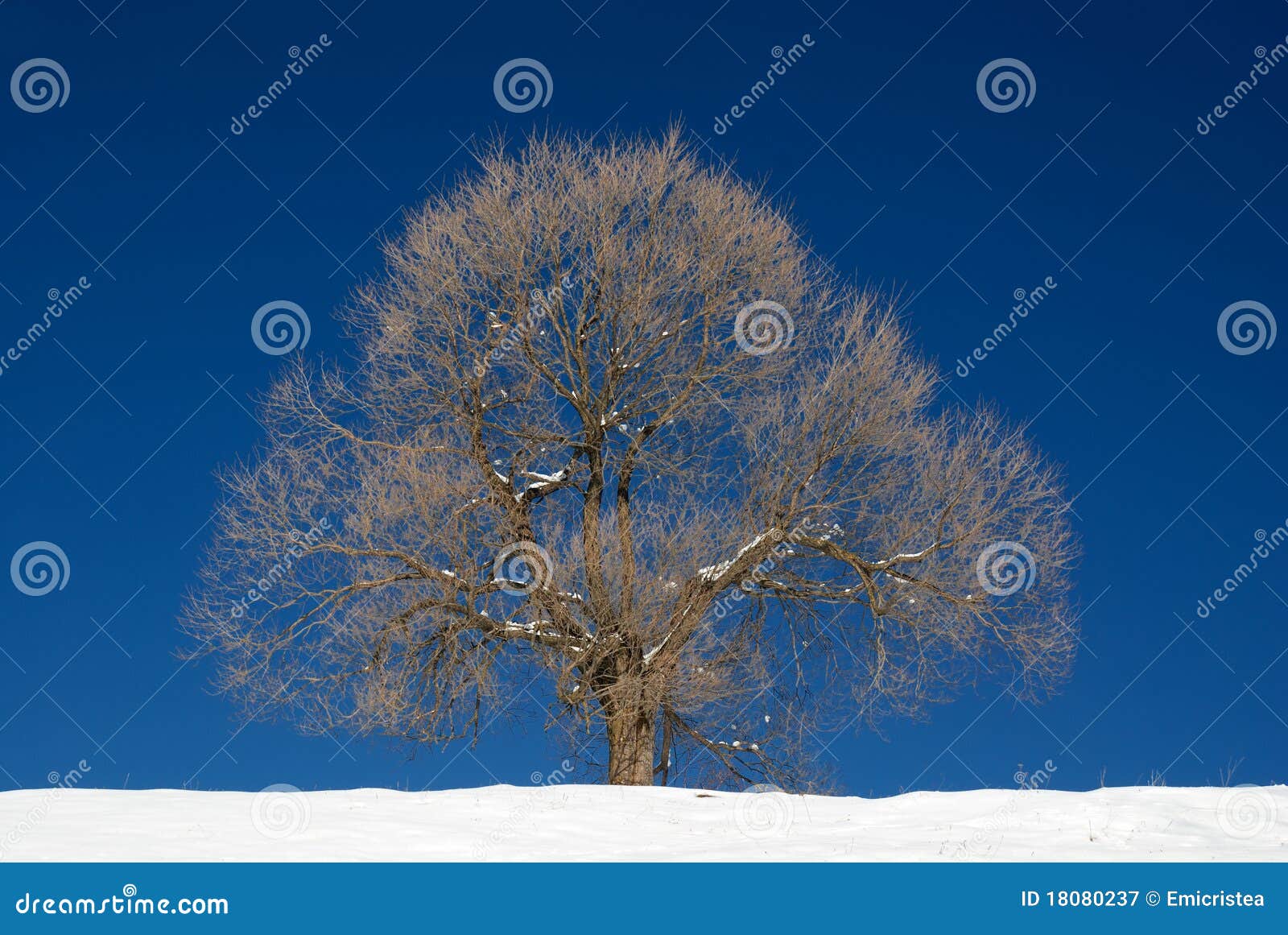 Isolated Tree in Winter Season Stock Image - Image of isolated, nature ...