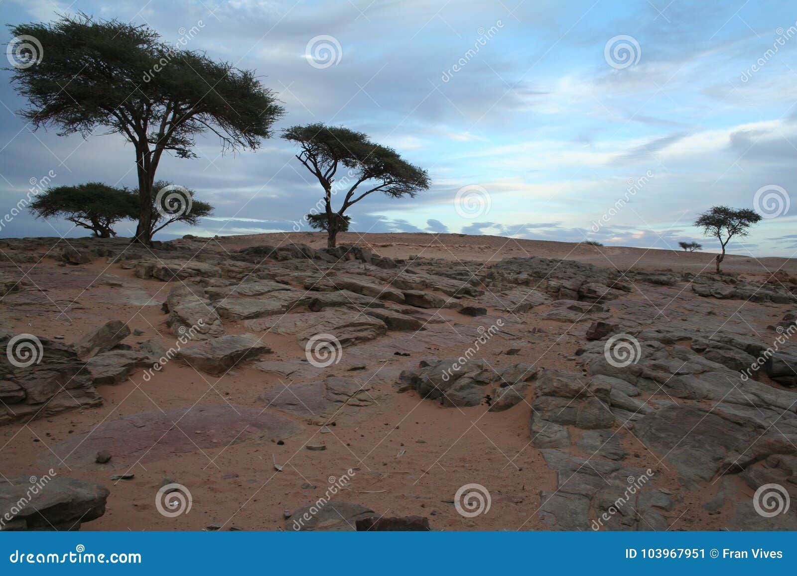 Isolated Trees in a Beautiful Rocky Plain Landscape Stock Image - Image ...