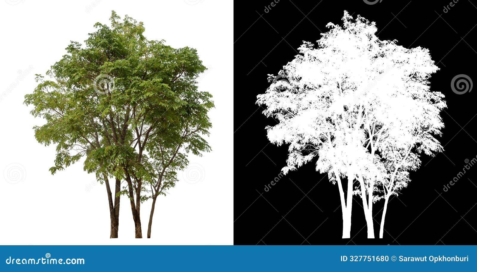 Isolated Trees with Clipping Path and Alpha Channel on Black Background ...