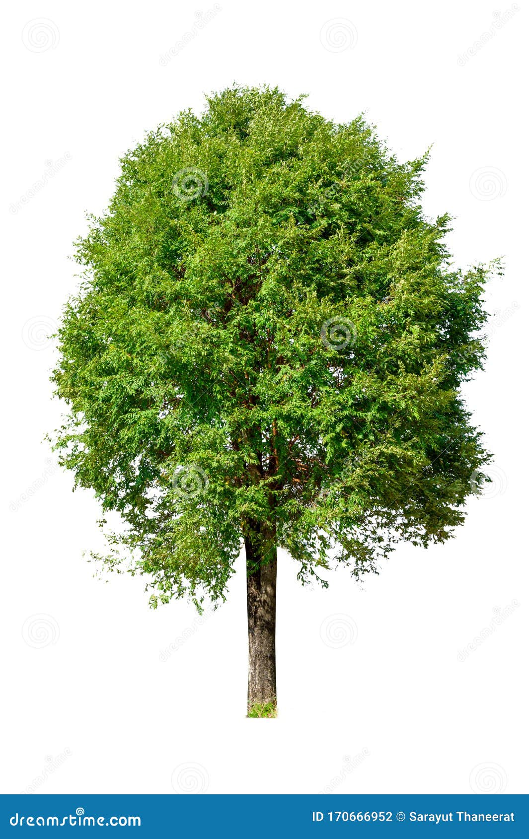 Tall Tree White Background