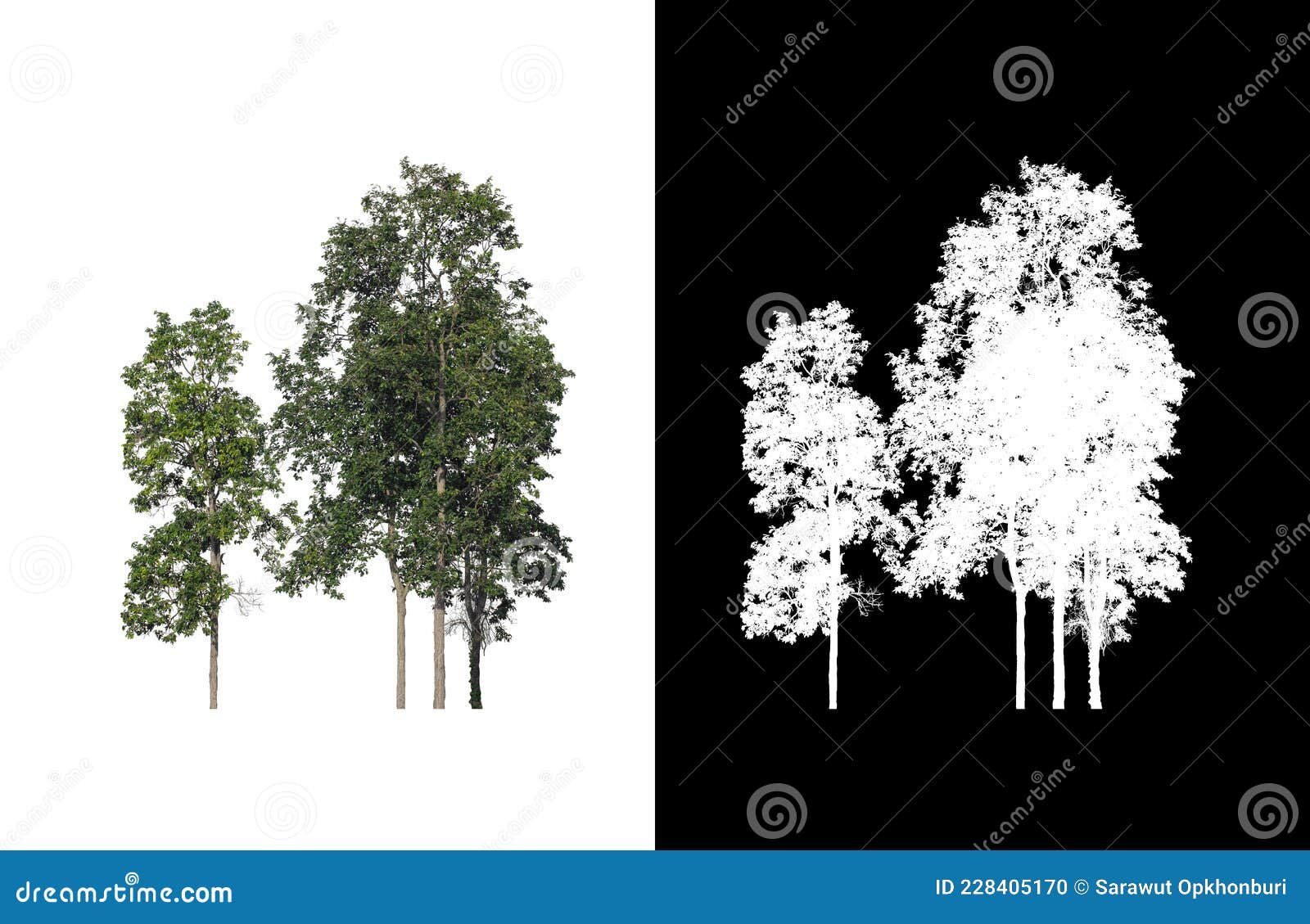 Isolated Trees on White Background with Clipping Path and Alpha Channel ...