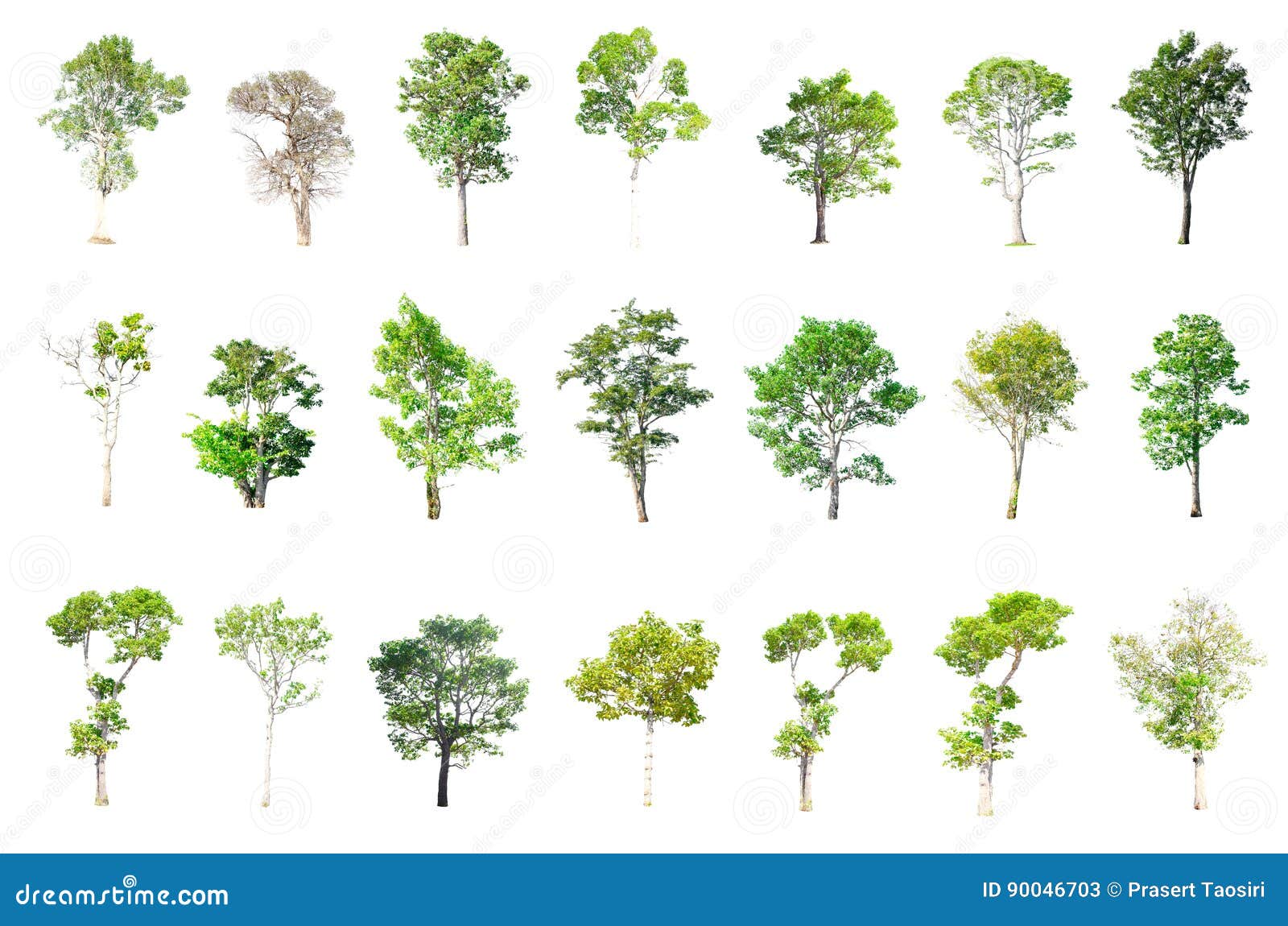 Isolated trees stock image. Image of canopy, object, branch - 90046703