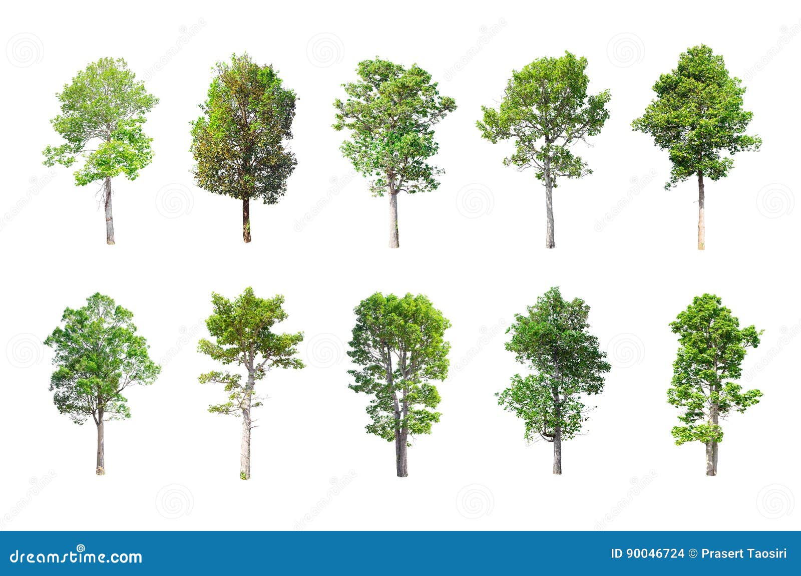 Isolated trees stock photo. Image of botanical, background - 90046724