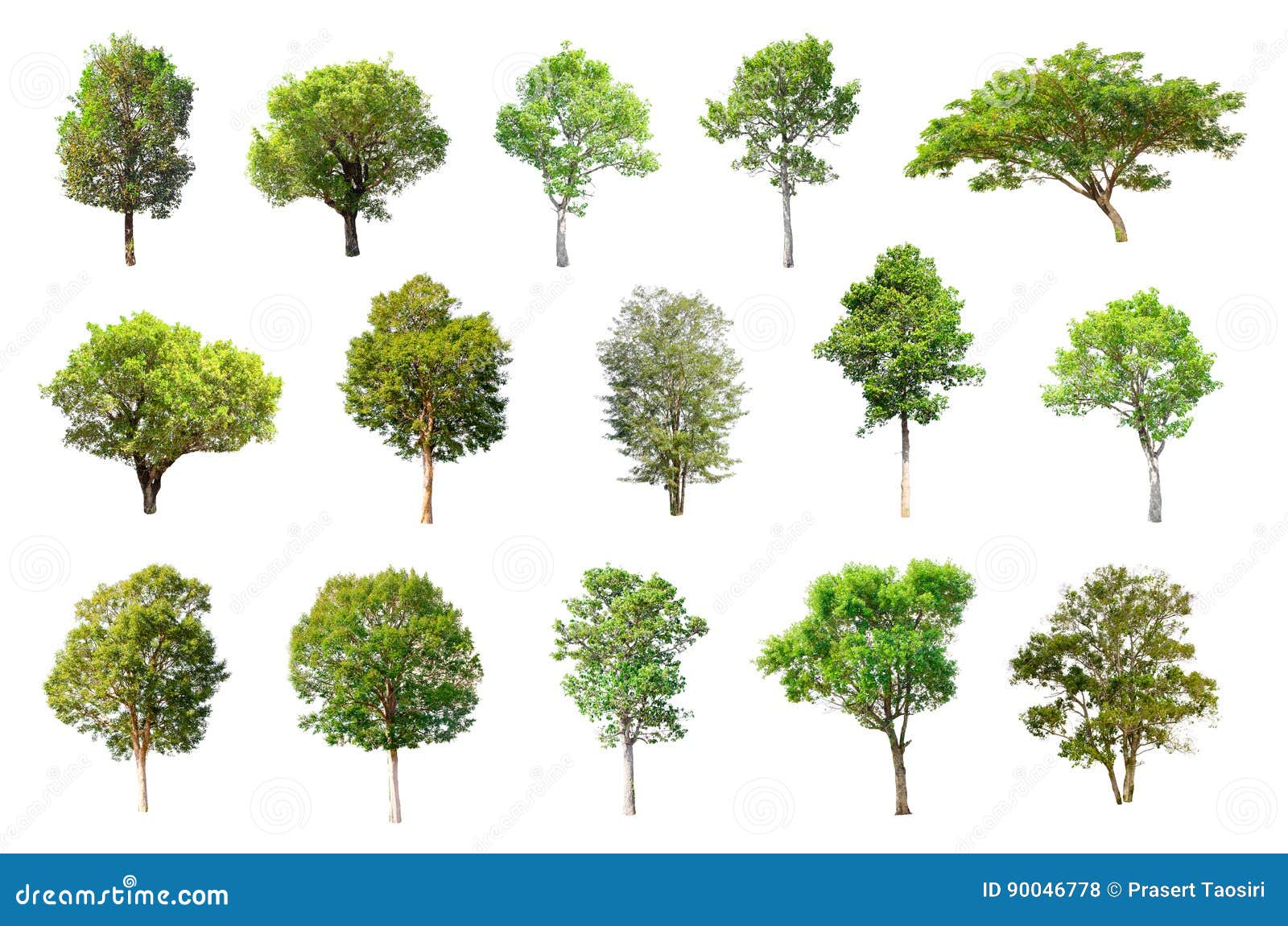 Isolated trees stock photo. Image of large, growth, environment - 90046778