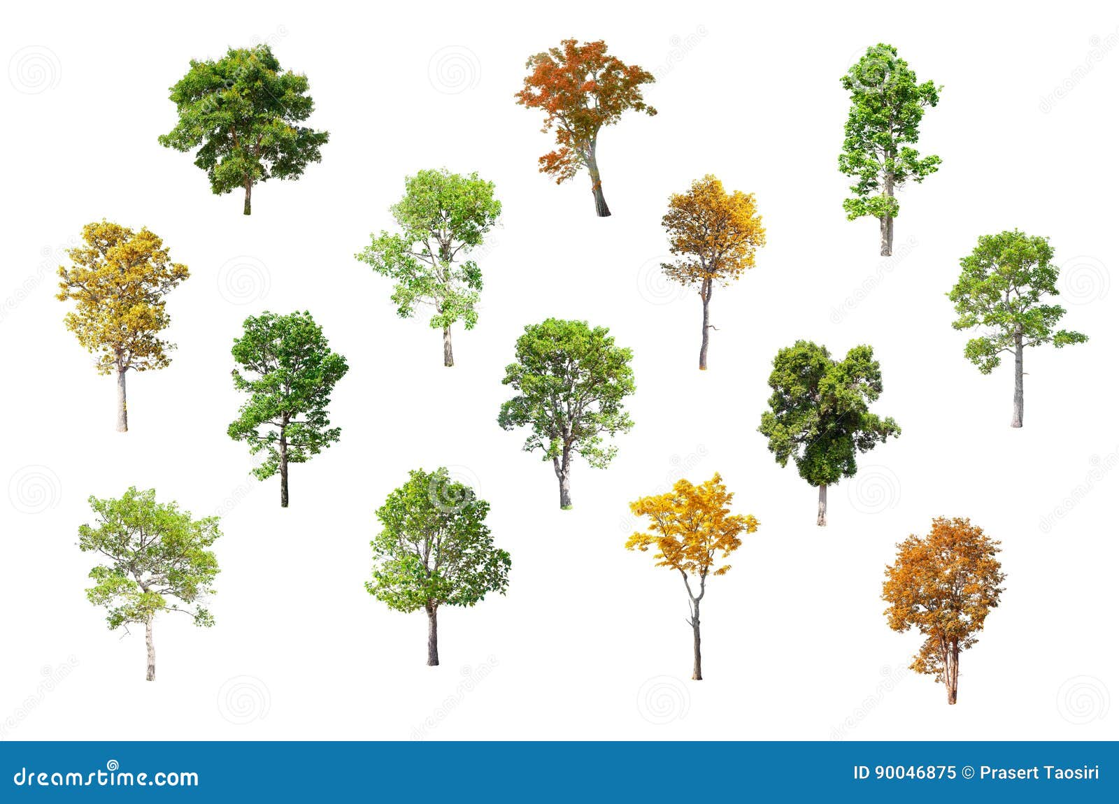 Isolated trees stock image. Image of nature, object, background - 90046875