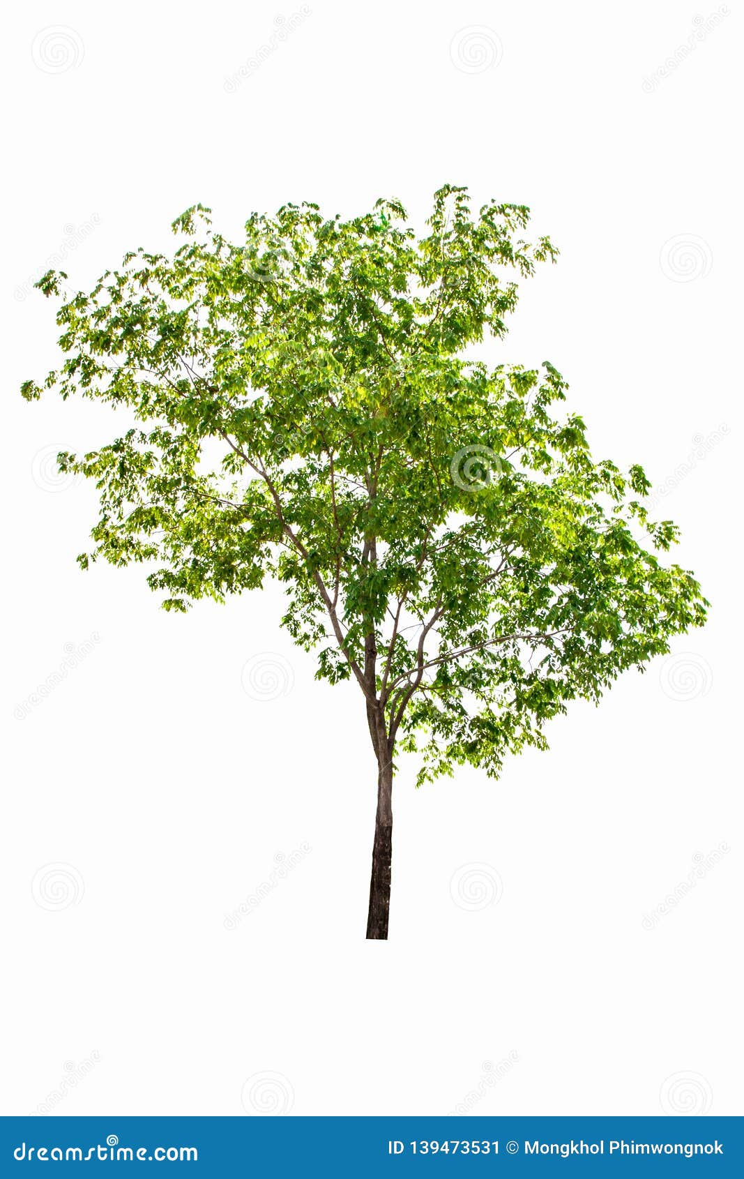 Isolated Trees on White Background , the Collection of Trees Stock ...