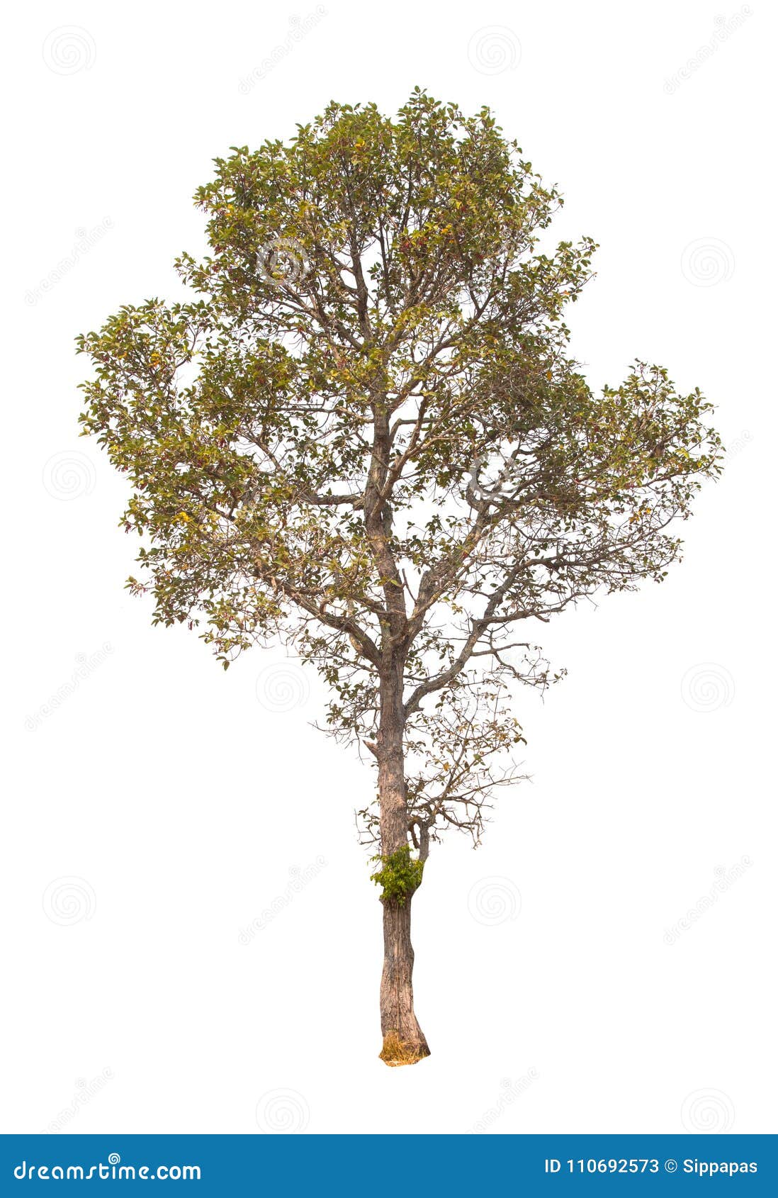 Isolated Trees on White Background Stock Image - Image of isolated ...