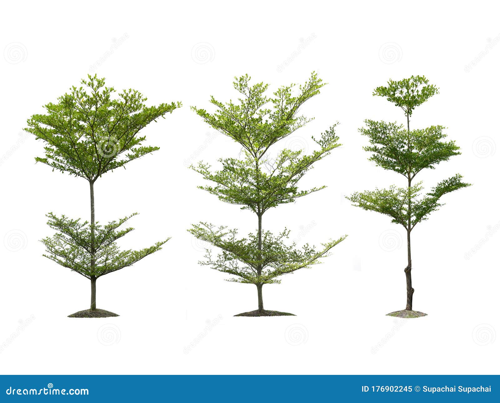 Isolated Trees on White Background , the Collection of Trees. Stock ...