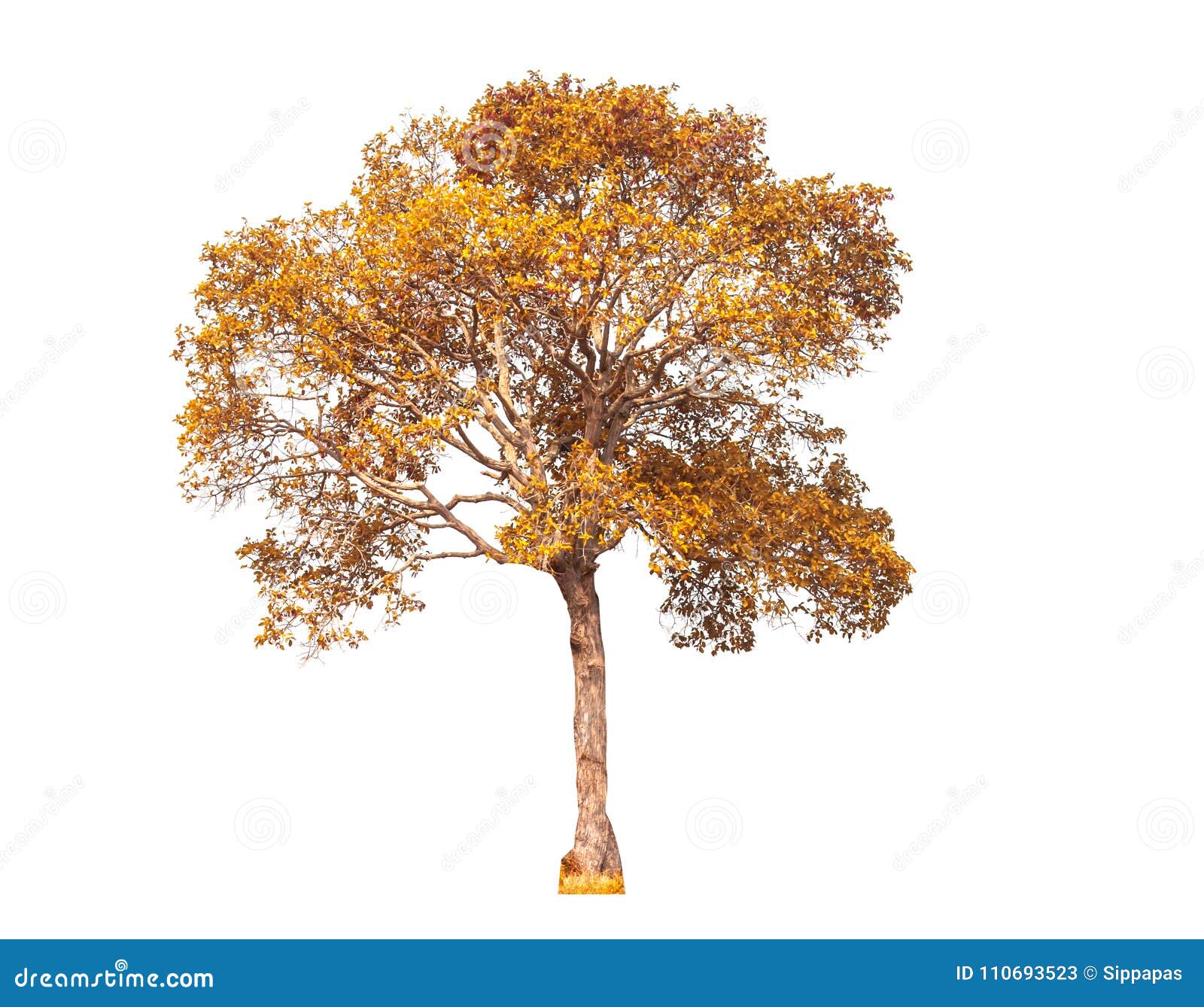 Isolated Trees on White Background Stock Image - Image of nature, trees ...