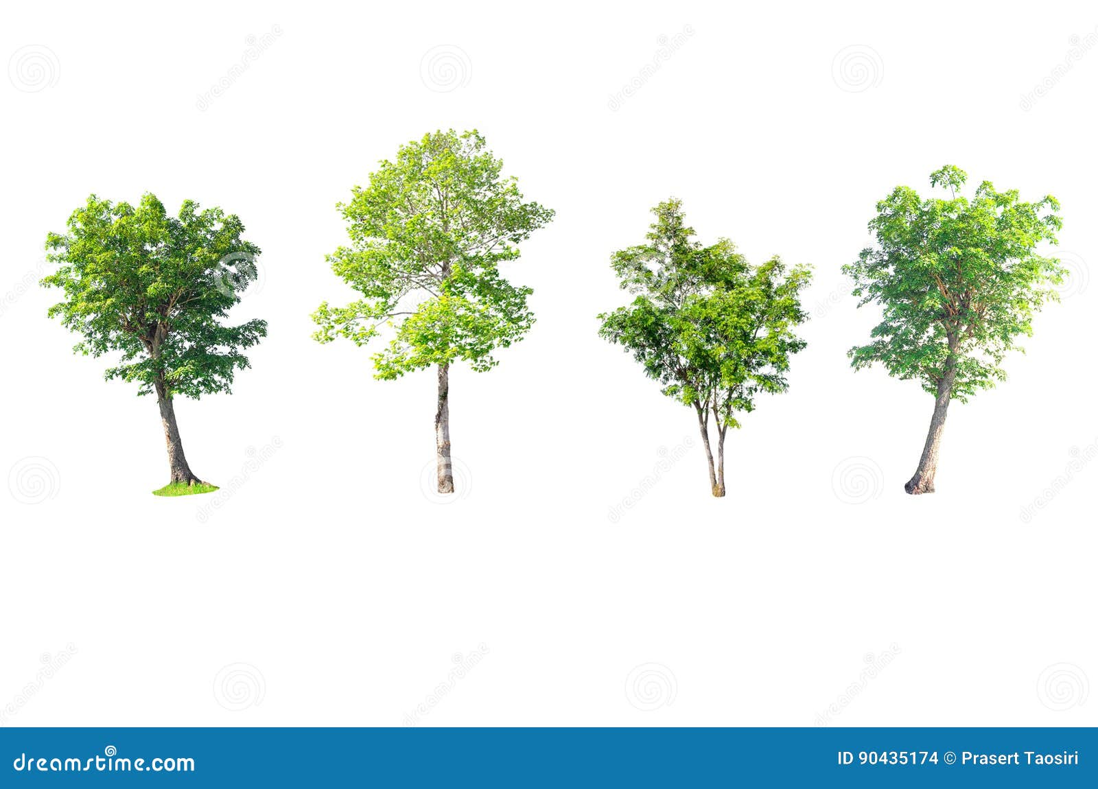 Isolated Trees on White Background Stock Photo - Image of ecology ...