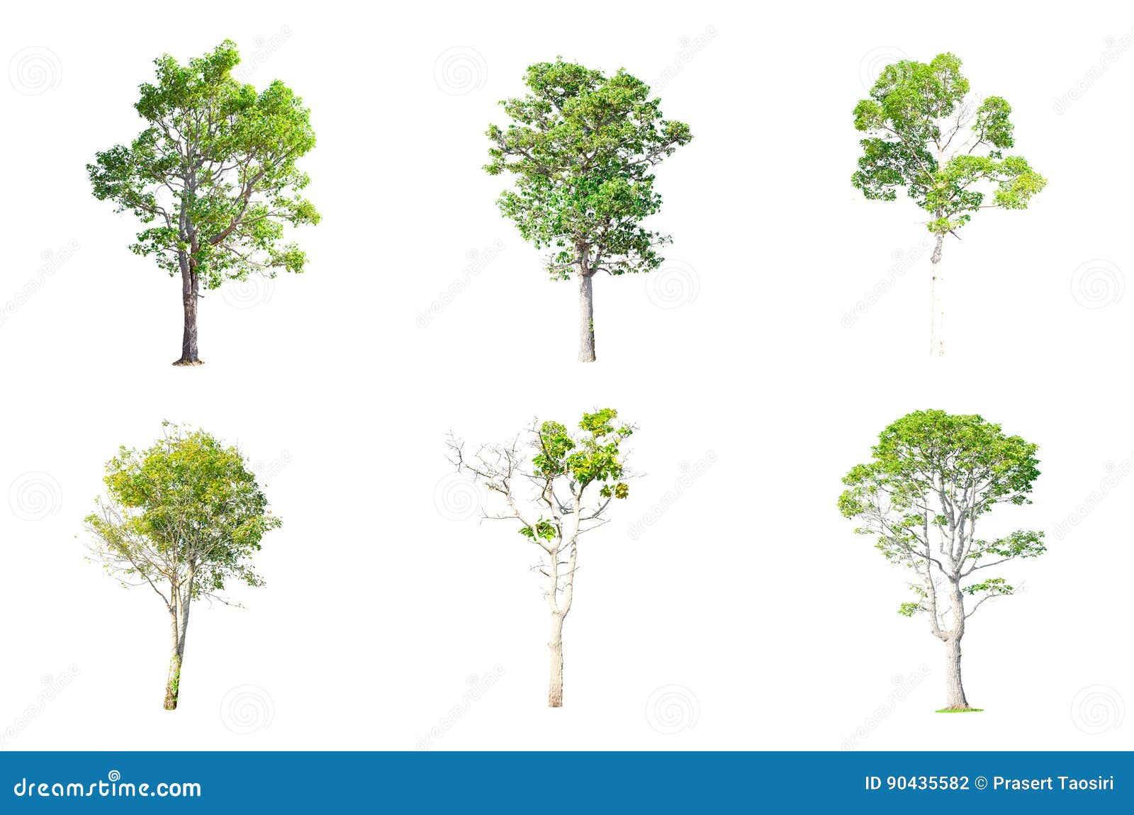 Isolated Trees on White Background Stock Photo - Image of nature, life ...