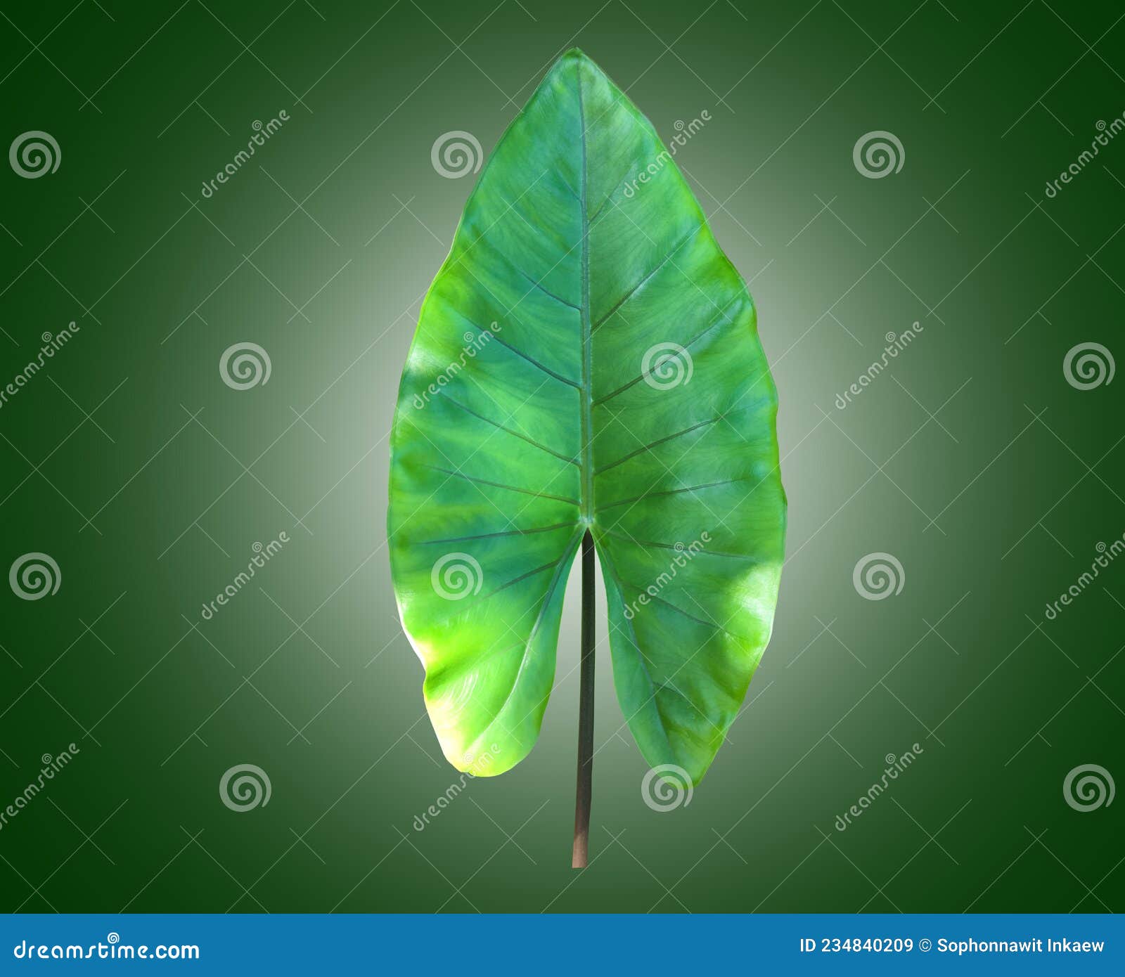 Tropical Elephant Ears Leaf Texture, Large Palm Foliage Nature Dark ...
