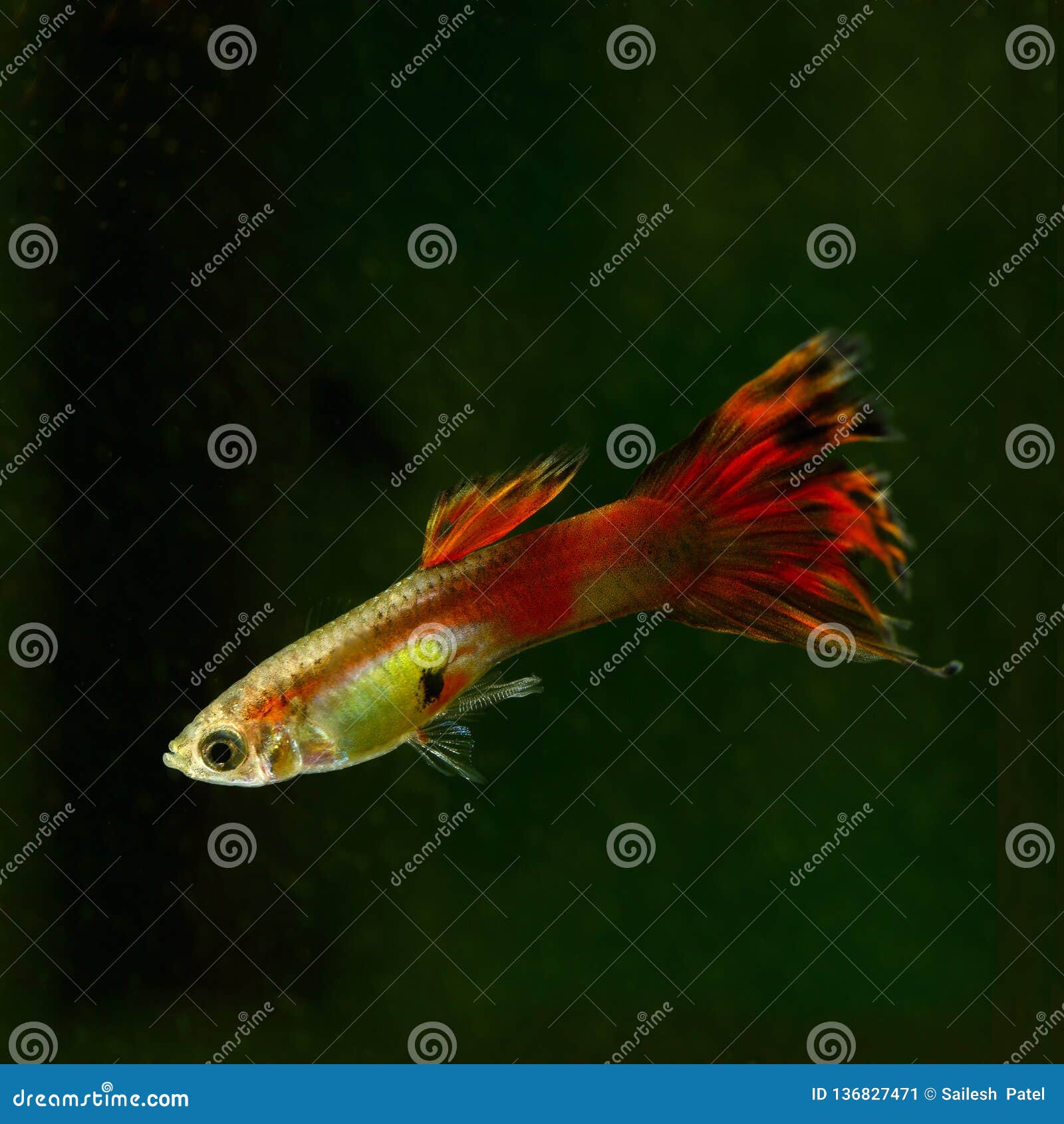 Isolated Tropical Fish Guppy Stock Image - Image of tail, catching ...