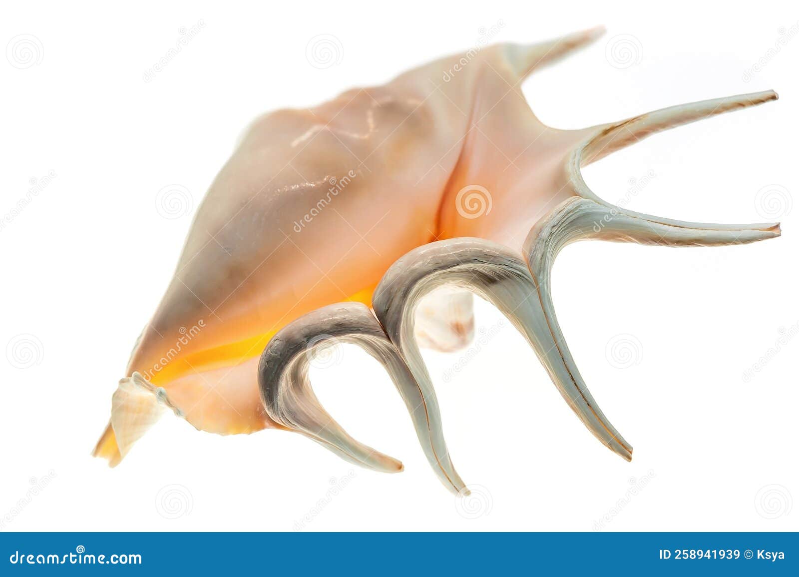 Isolated Tropical Sea Shell Body Stock Image - Image of body, detail ...