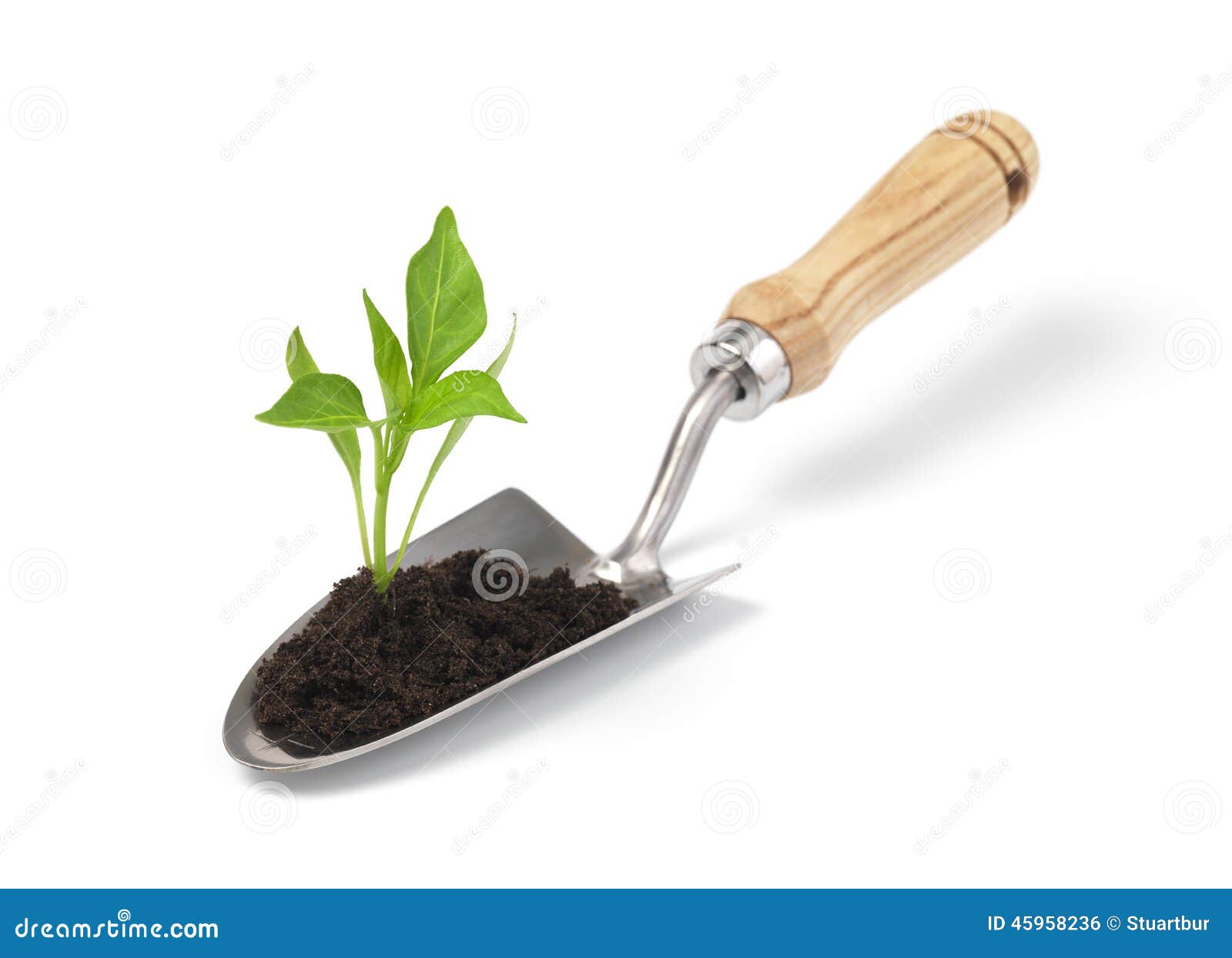Isolated Trowel and Seedling Stock Photo - Image of growth, trowel ...