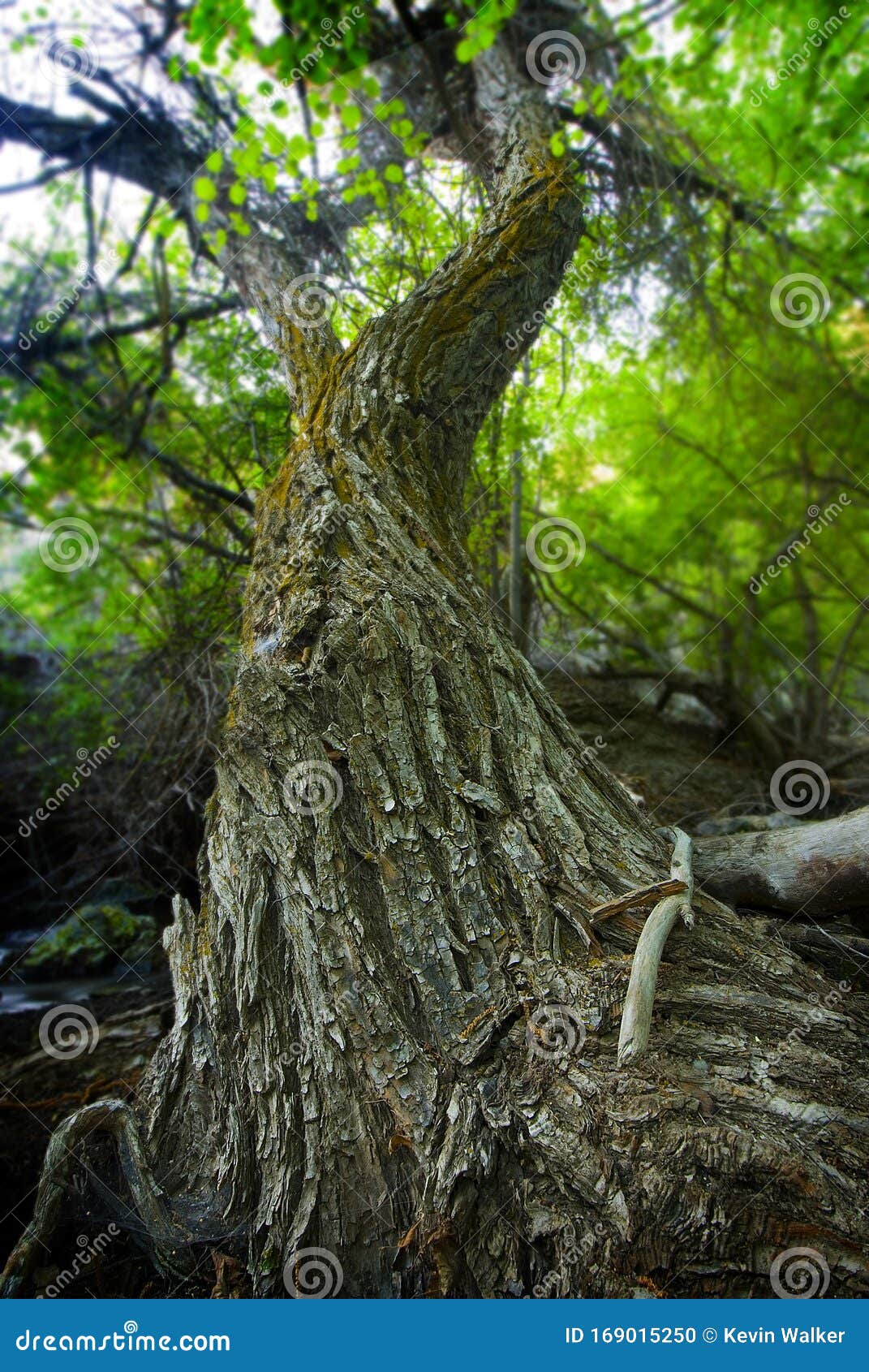 Isolated Trunk of a Leaning Tree Stock Photo - Image of leaves, leaf ...