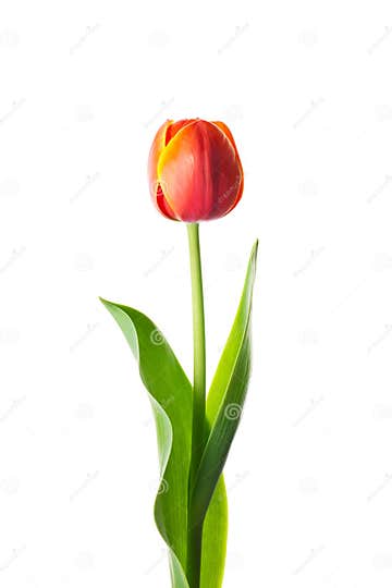 Isolated tulip flower stock photo. Image of color, single - 18138226