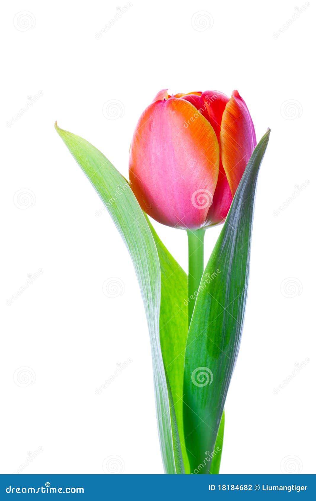Isolated tulip flower stock photo. Image of flower, green - 18184682