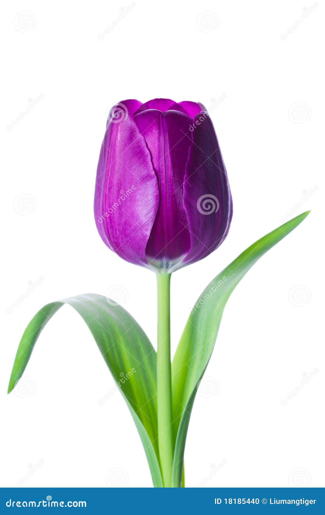 Isolated tulip flower stock photo. Image of white, single - 18185440