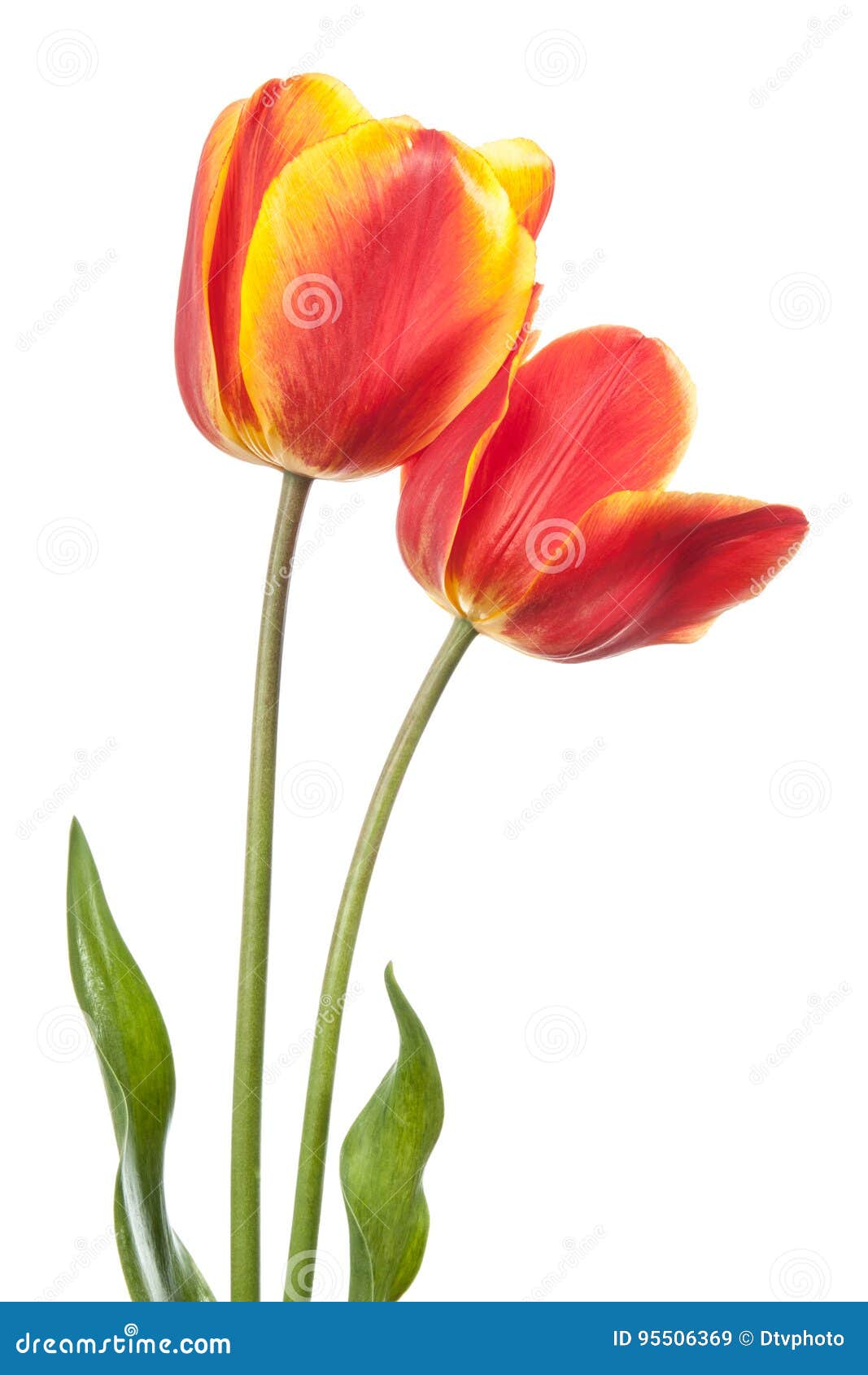 Isolated tulips stock image. Image of garden, romantic - 95506369