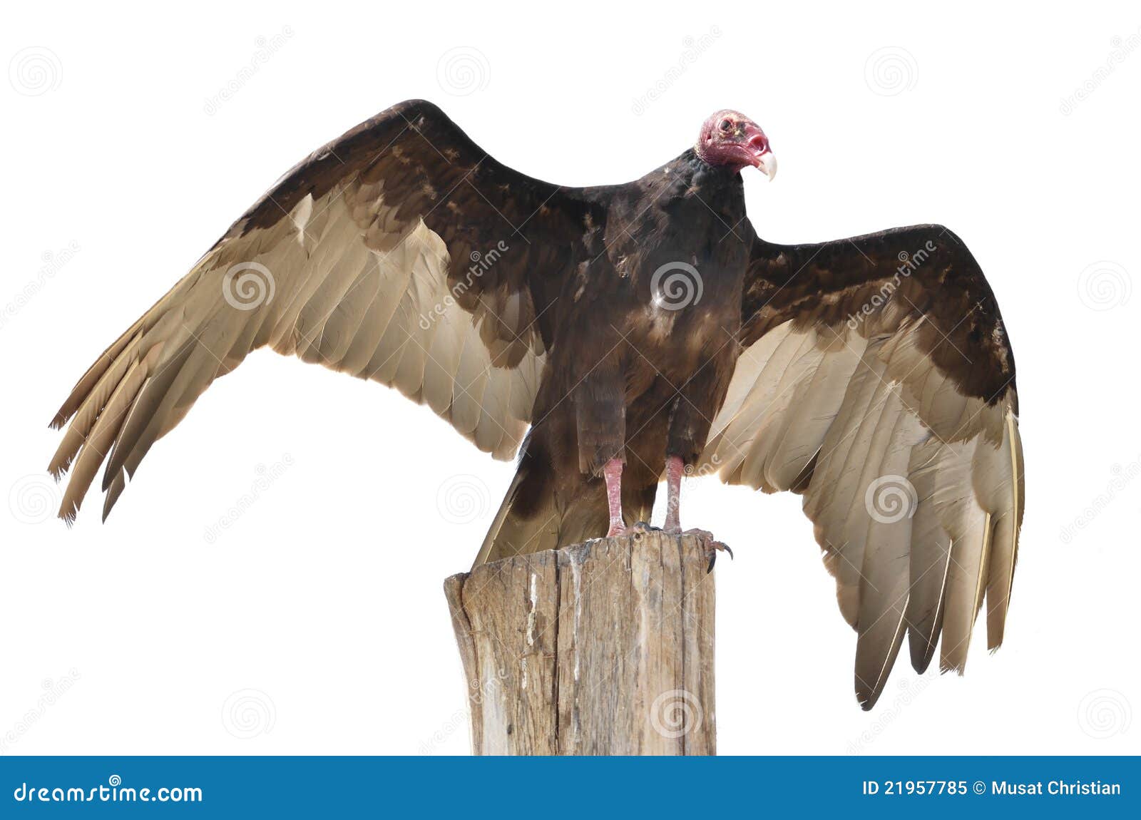 Turkey Vulture Bird Facing Forward Royalty-Free Stock Photo ...