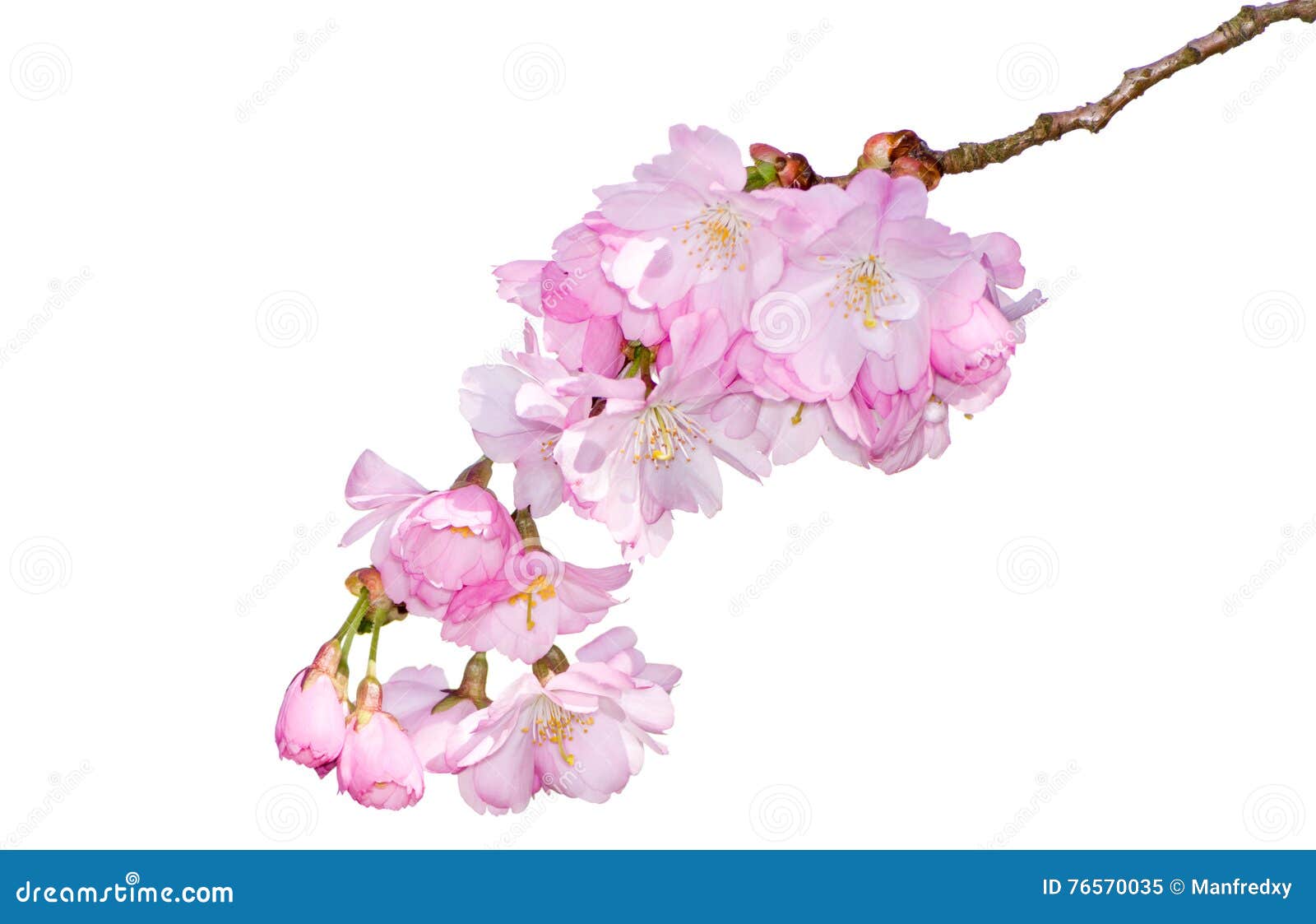 Isolated Twig with Pink Cherry Blossoms Stock Image - Image of isolated ... Isolated Twig with Pink Cherry Blossoms Stock Image - Image of isolated ...
