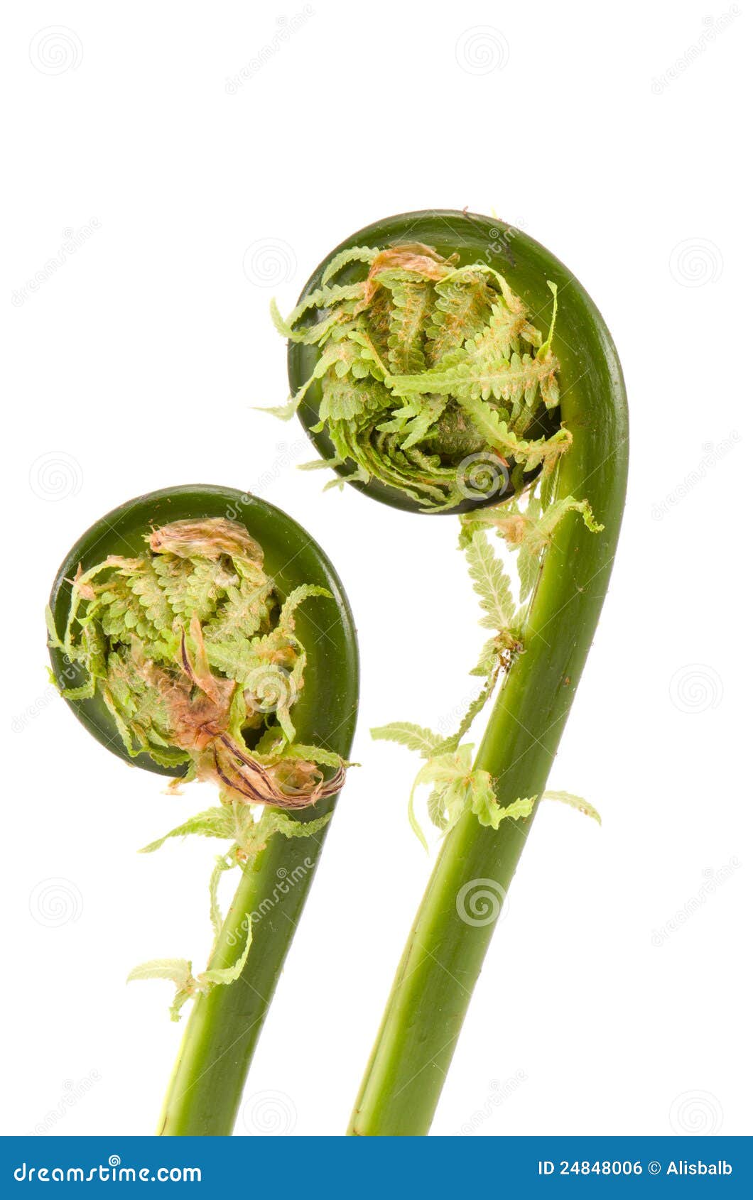 Isolated Two Ferns Sprouts Spirals Stock Photo - Image of wild, flora ...
