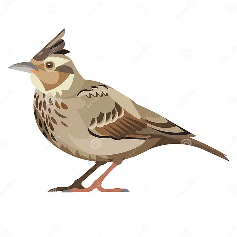 Isolated Vector Figure of a Standing Lark Stock Vector - Illustration ...