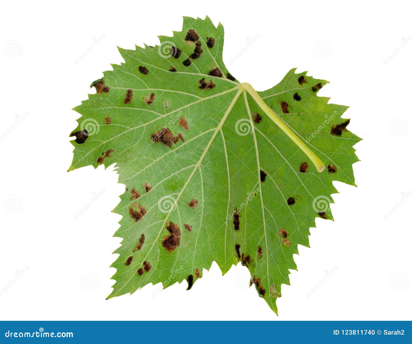 Isolated Vine Leaf Showing Galls, Effect of Grape Erineum Mite ...