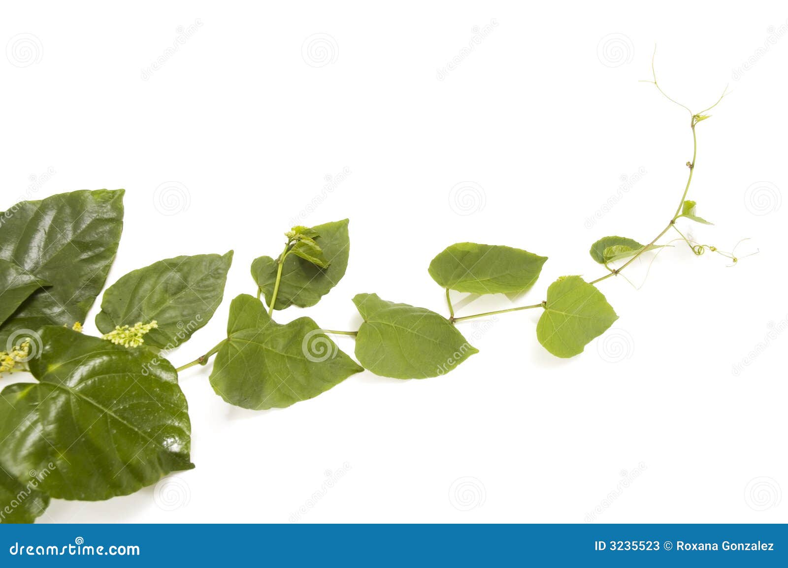 Isolated vine plant stock image. Image of farming, farm - 3235523