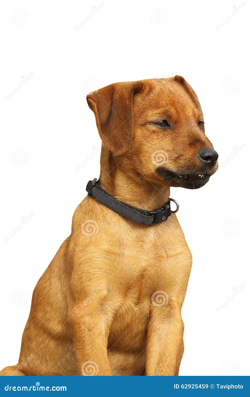 Isolated viszla puppy stock image. Image of obedient - 62925459