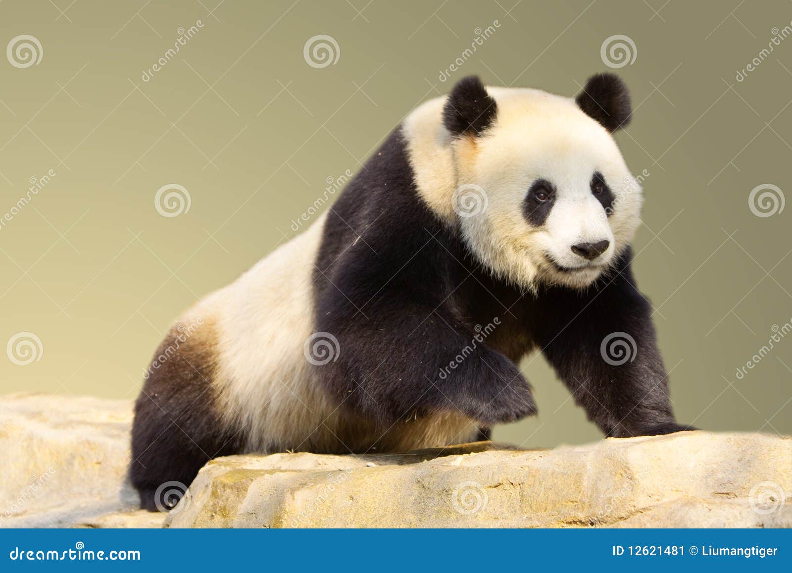 Isolated Walking Giant Panda Stock Image - Image of animals, years ...
