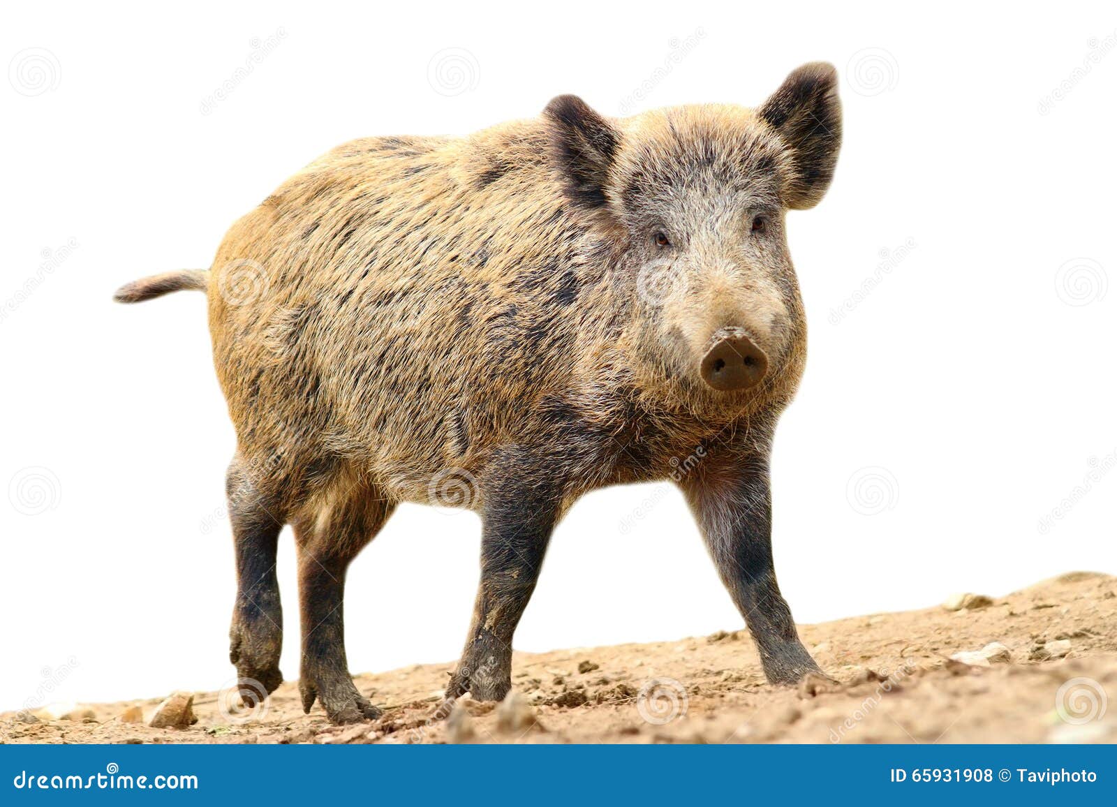 Isolated walking wild boar stock photo. Image of hunting - 65931908