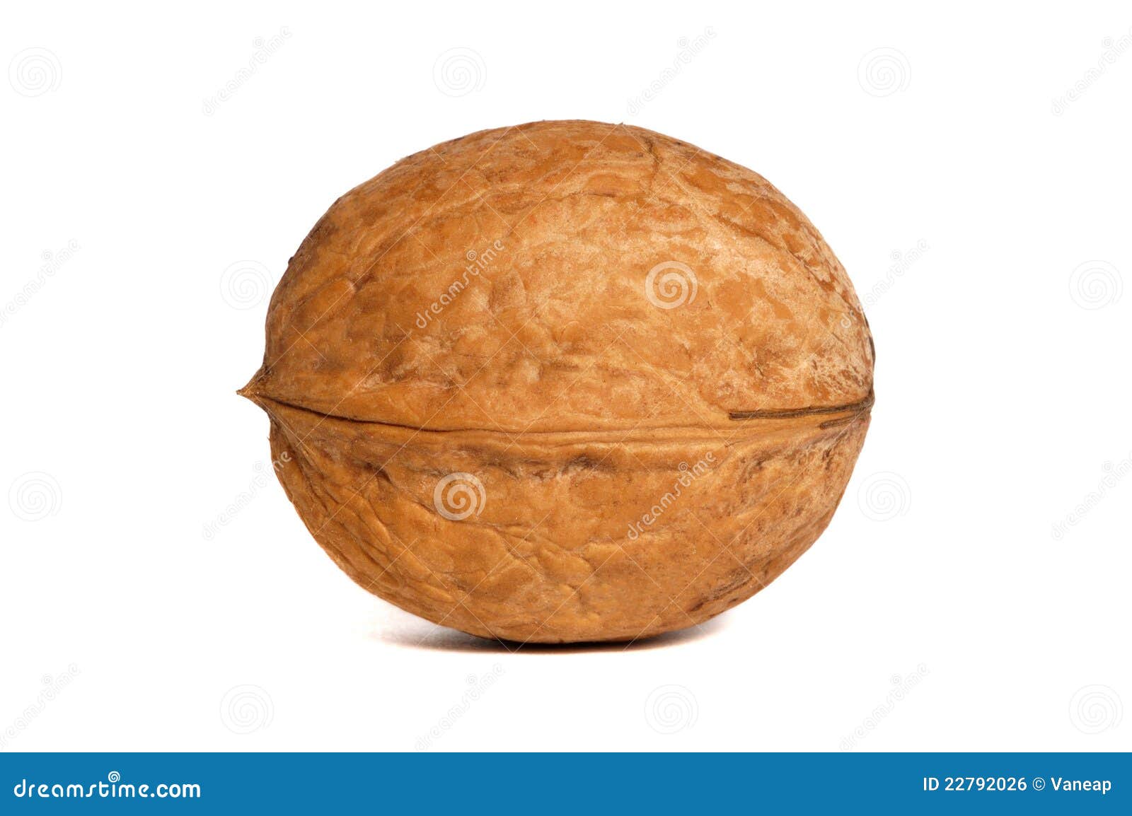 An isolated walnut stock photo. Image of natural, horticultural - 22792026