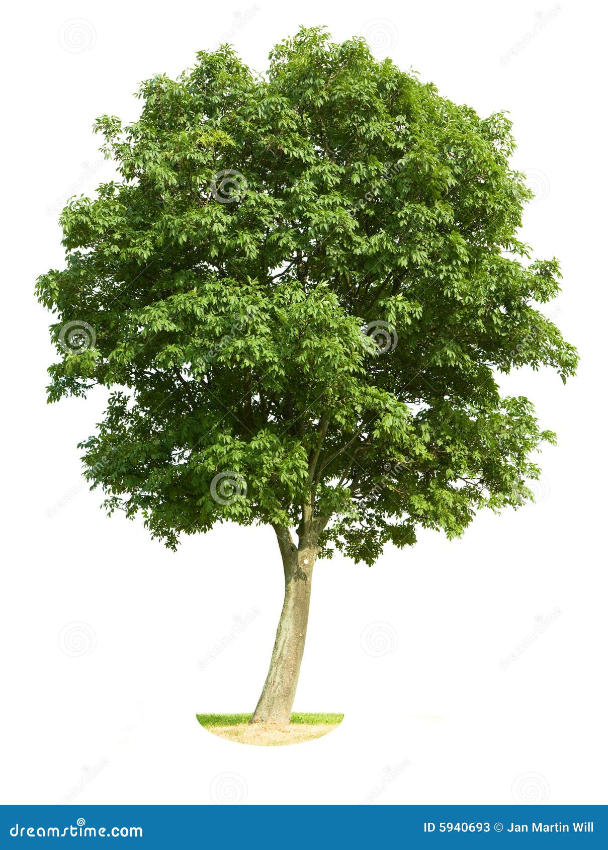 Isolated Walnut Tree stock image. Image of isolation, leafy - 5940693