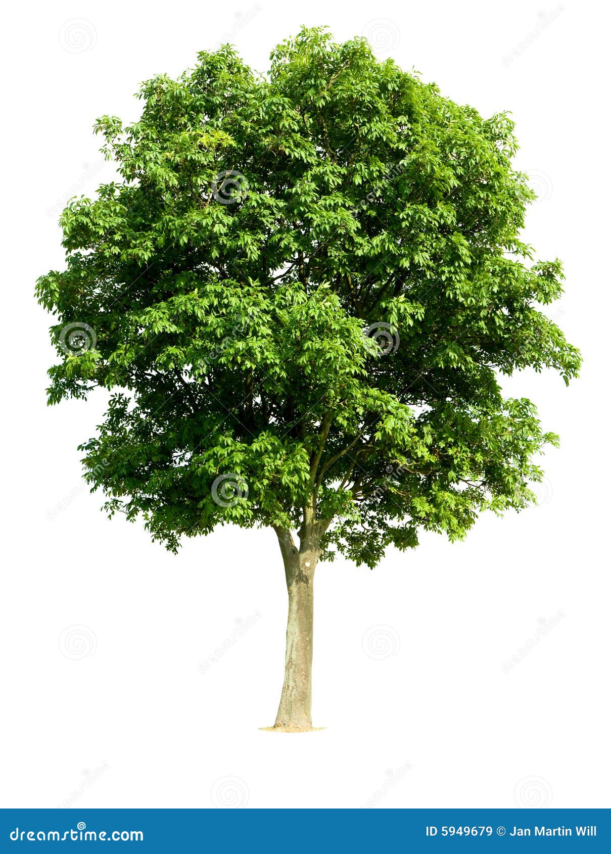 Walnut Tree Sapling Royalty-Free Stock Photo | CartoonDealer.com #41705001