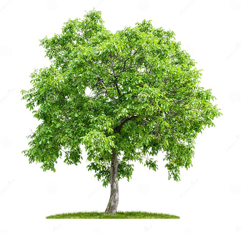 Isolated walnut tree stock image. Image of branch, bark - 32156239