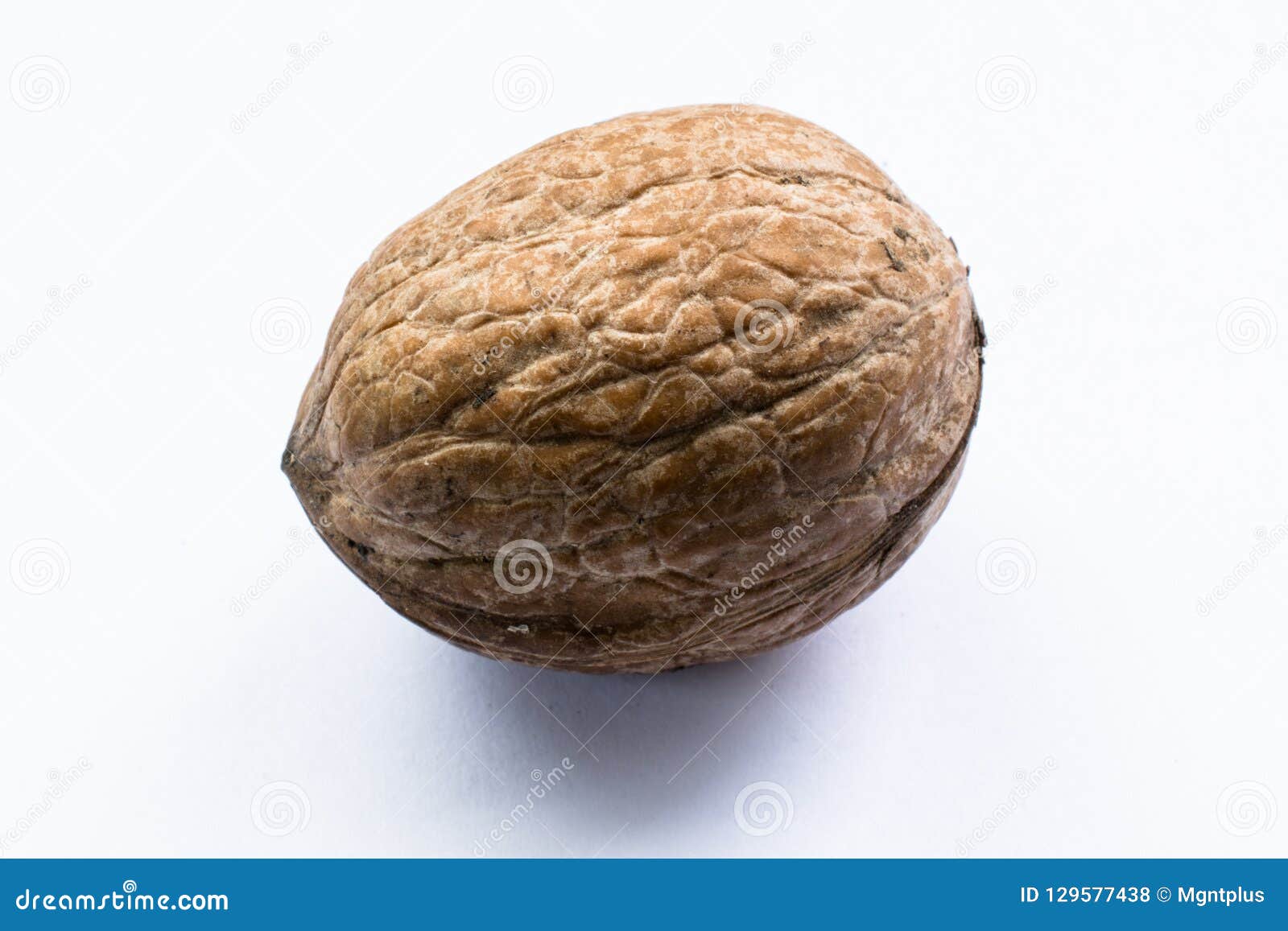 Isolated walnut close up stock photo. Image of diet - 129577438