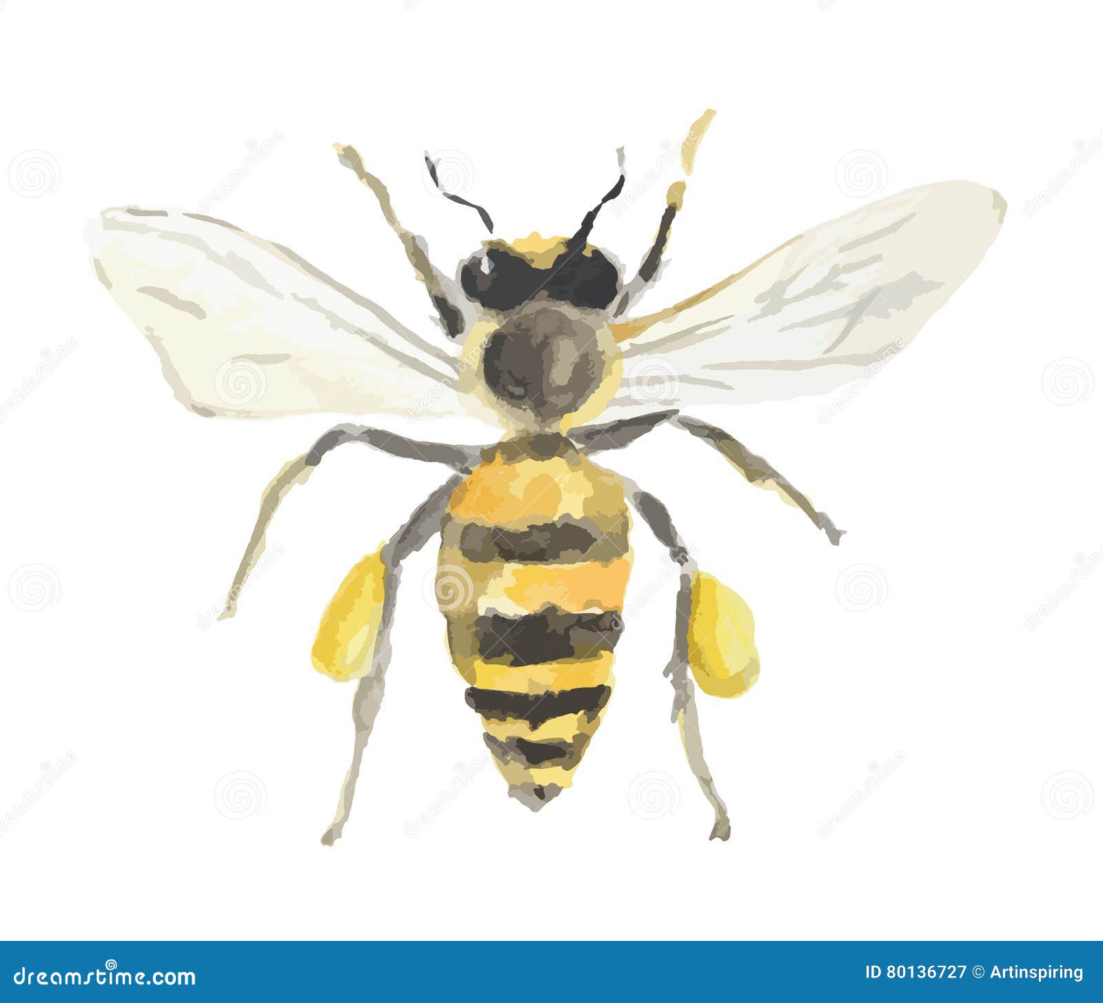 Watercolor Bee Pollen Stock Illustrations – 224 Watercolor Bee Pollen ...