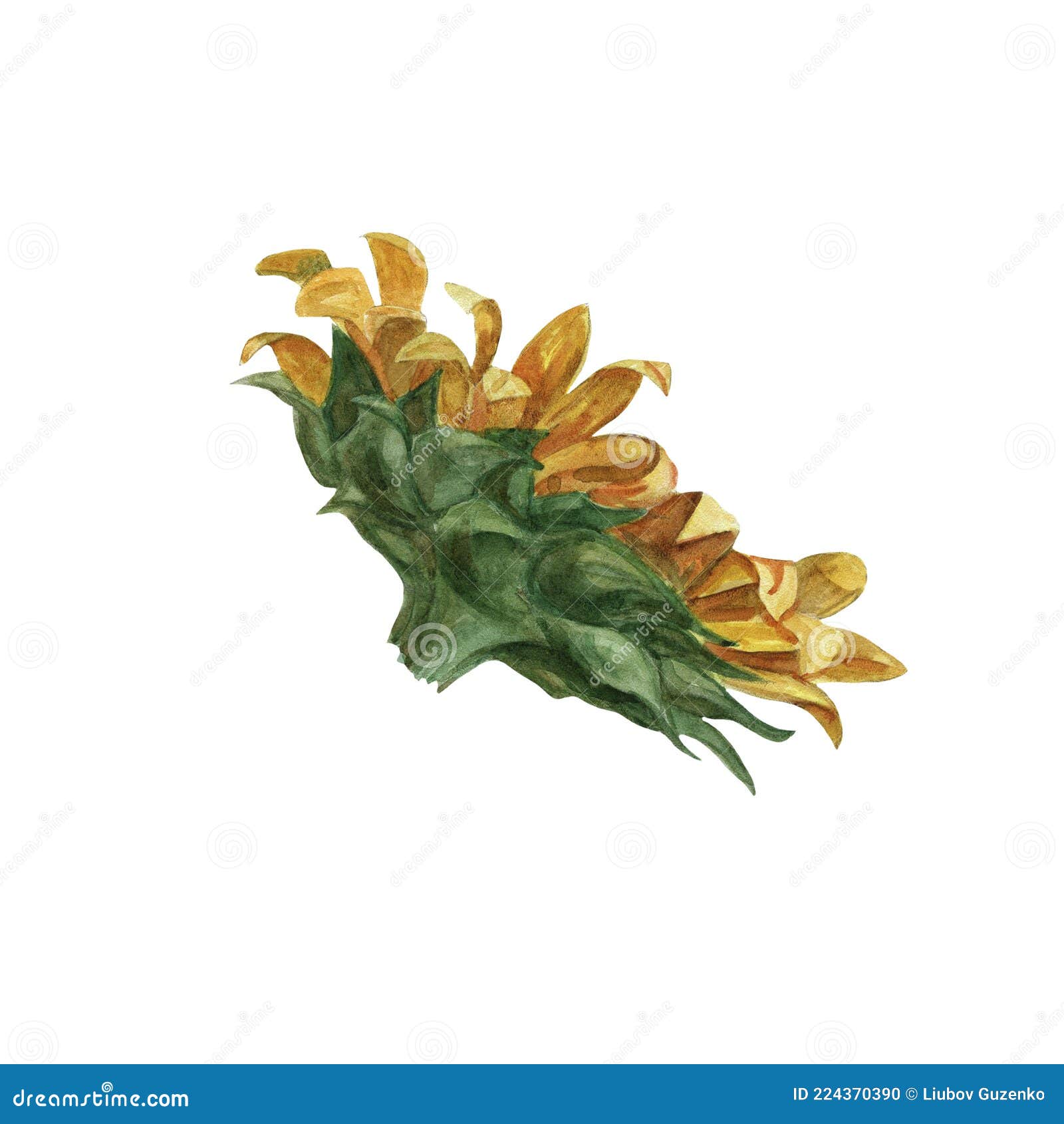 Sunflower Side View Vector Illustration Isolated On White Background ...