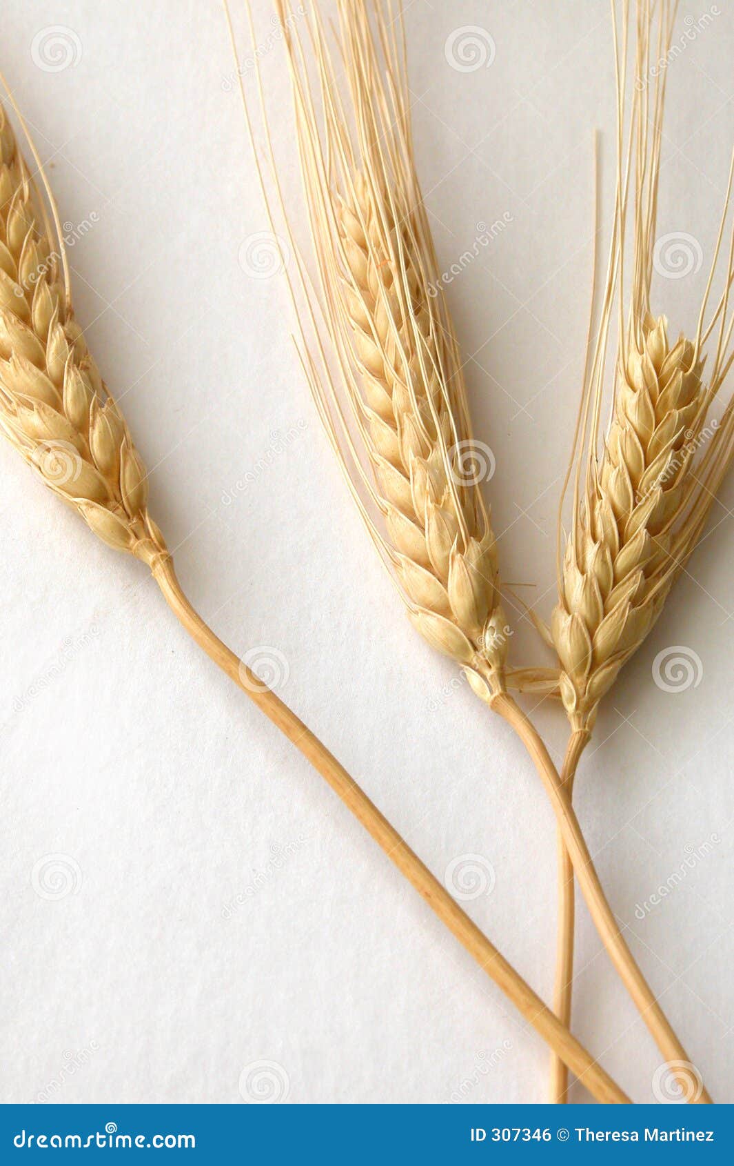 Isolated Wheat stock photo. Image of harvest, barley, lifestyle - 307346